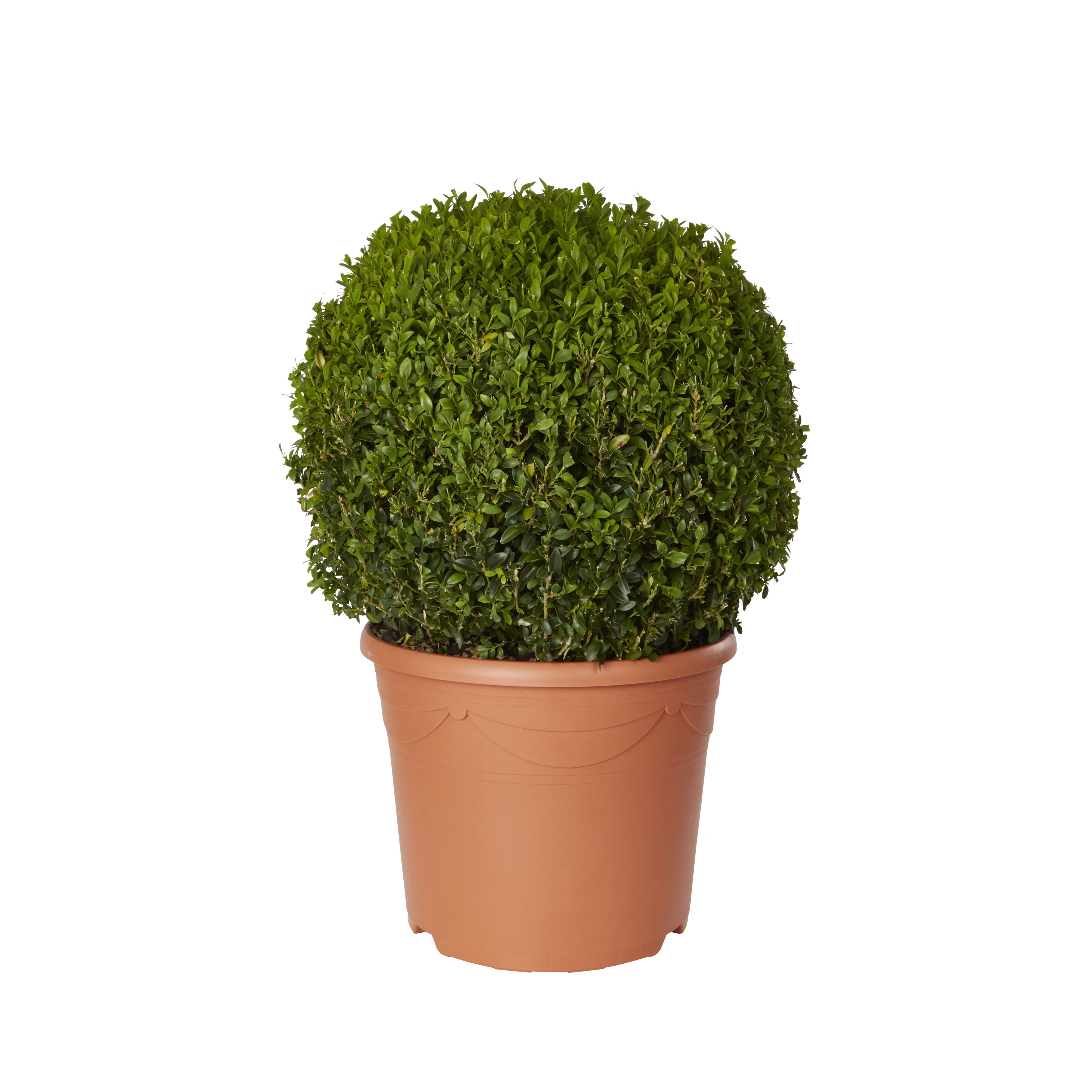 GoodHome Box ball Shrub Plant
