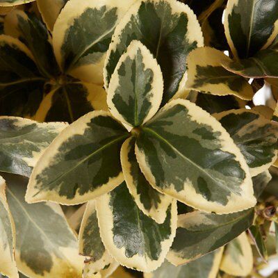 GoodHome Bravo Shrub Plant