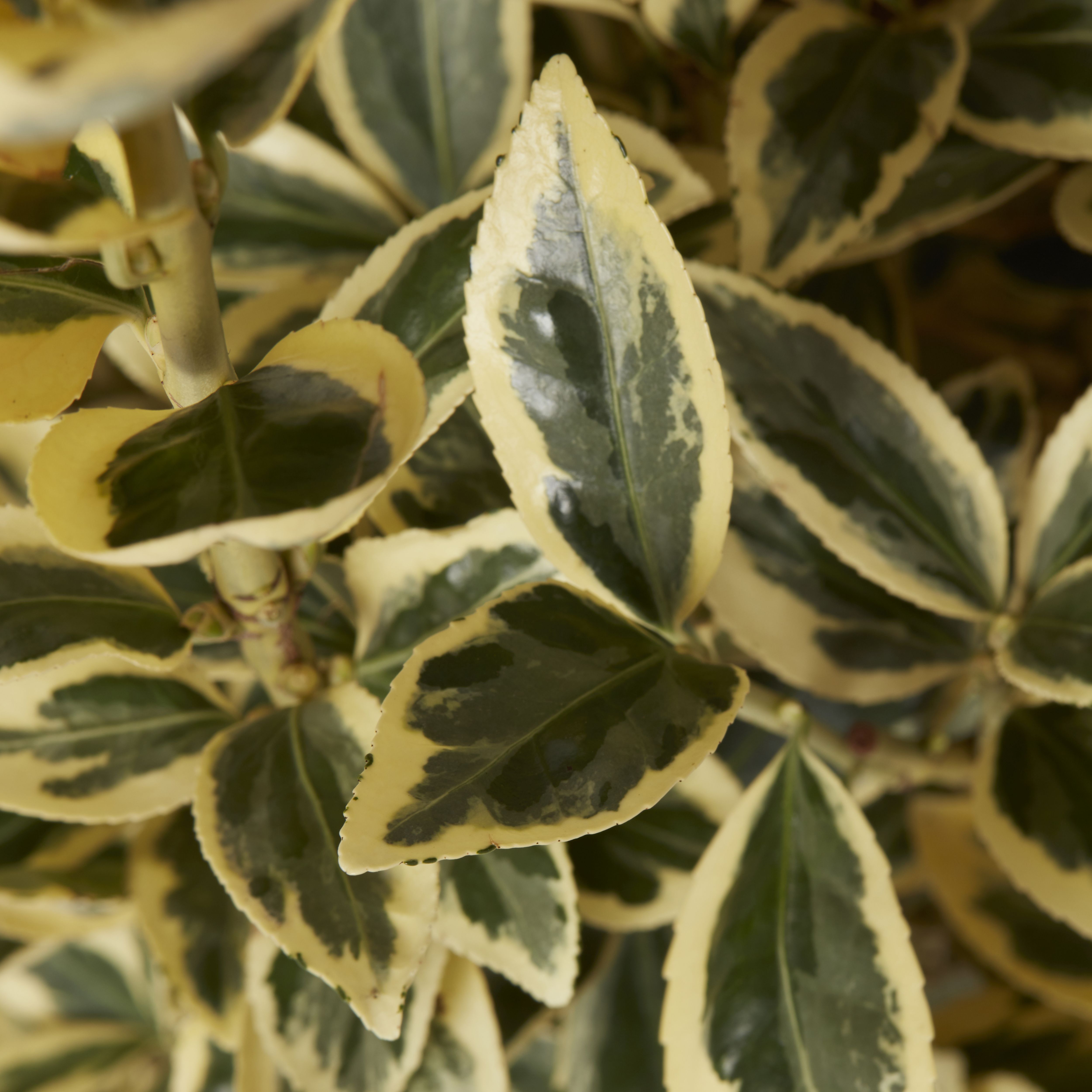 GoodHome Bravo Shrub Plant