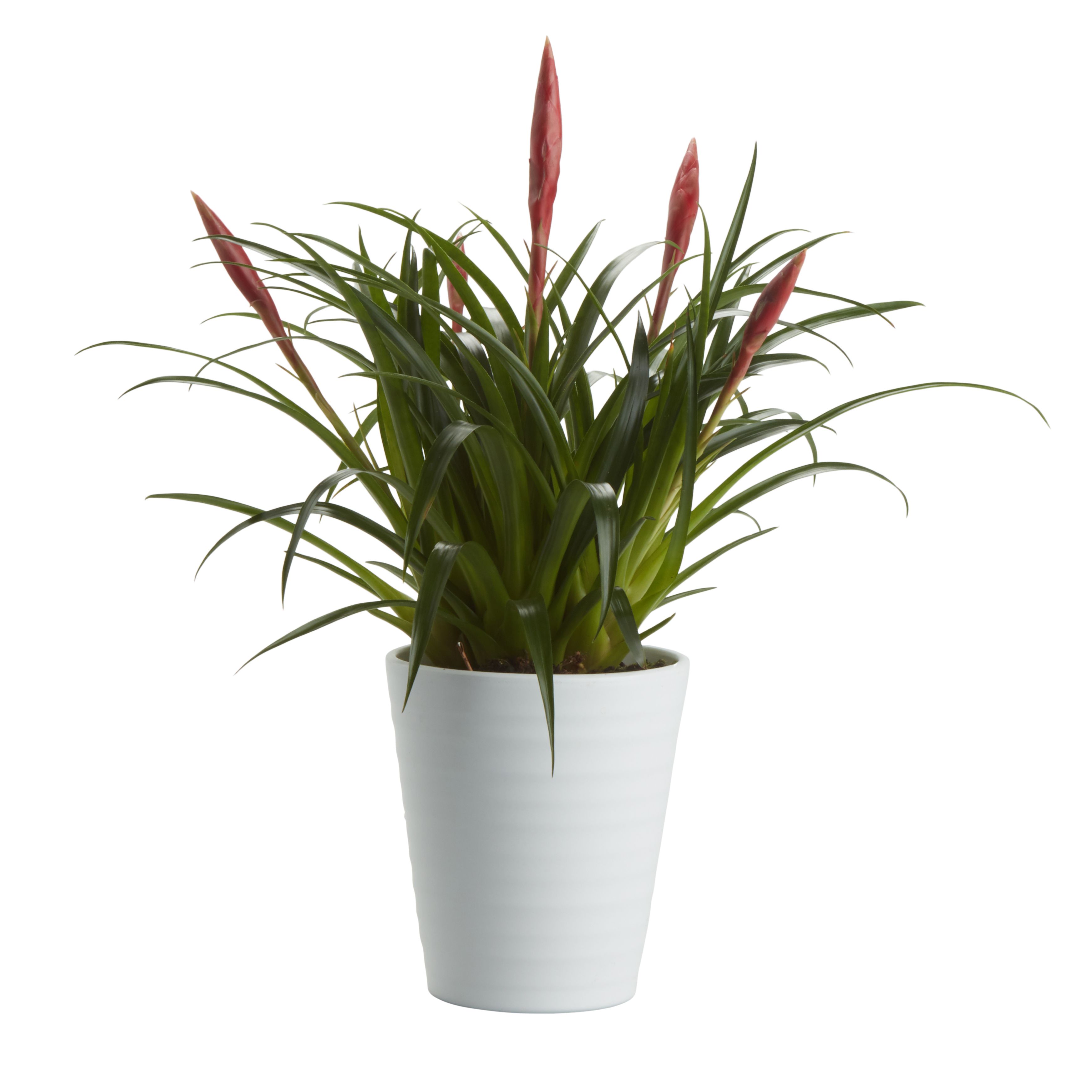 GoodHome Bromeliad in Ceramic Decorative pot 12cm