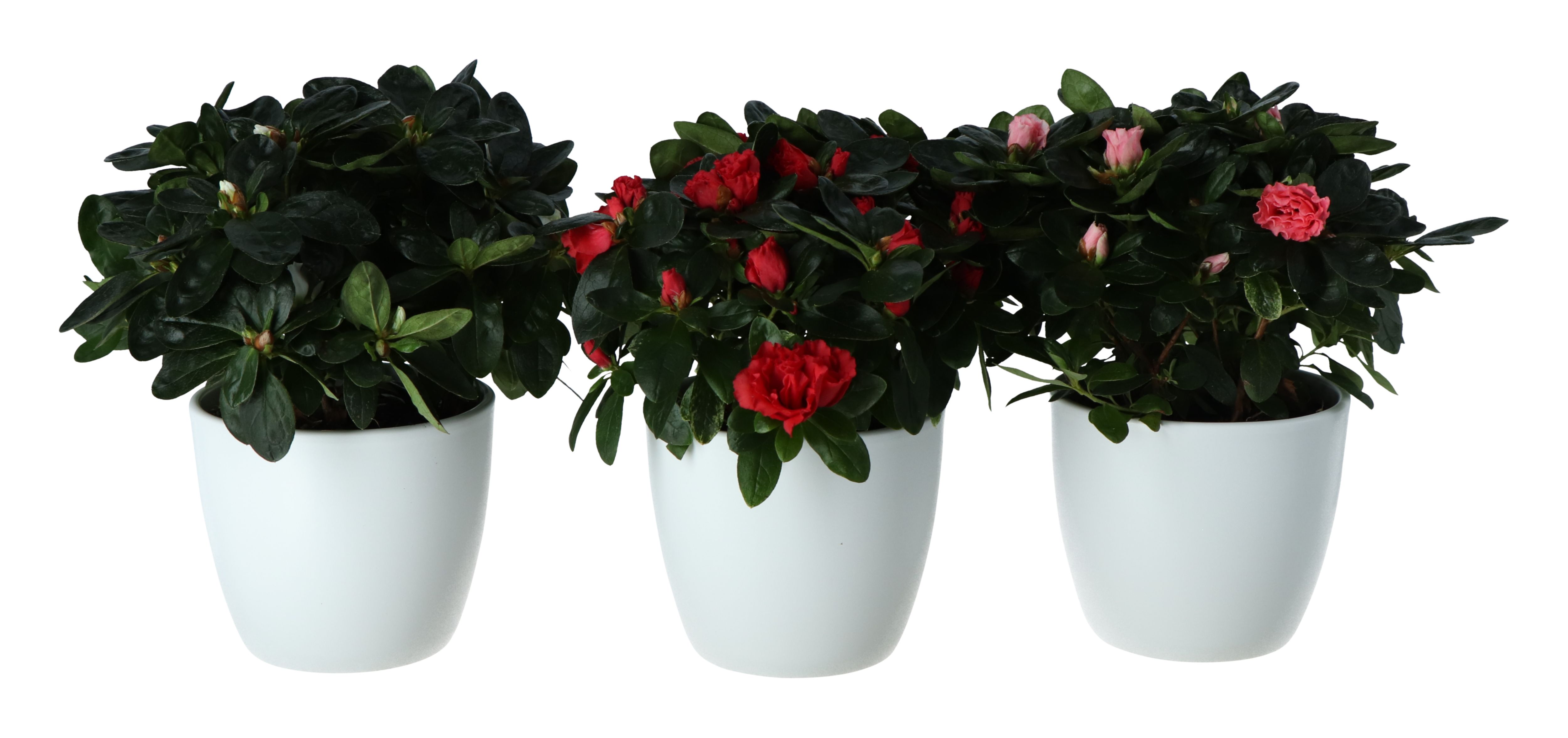 GoodHome Christmas plants Azalea in Ceramic Pot