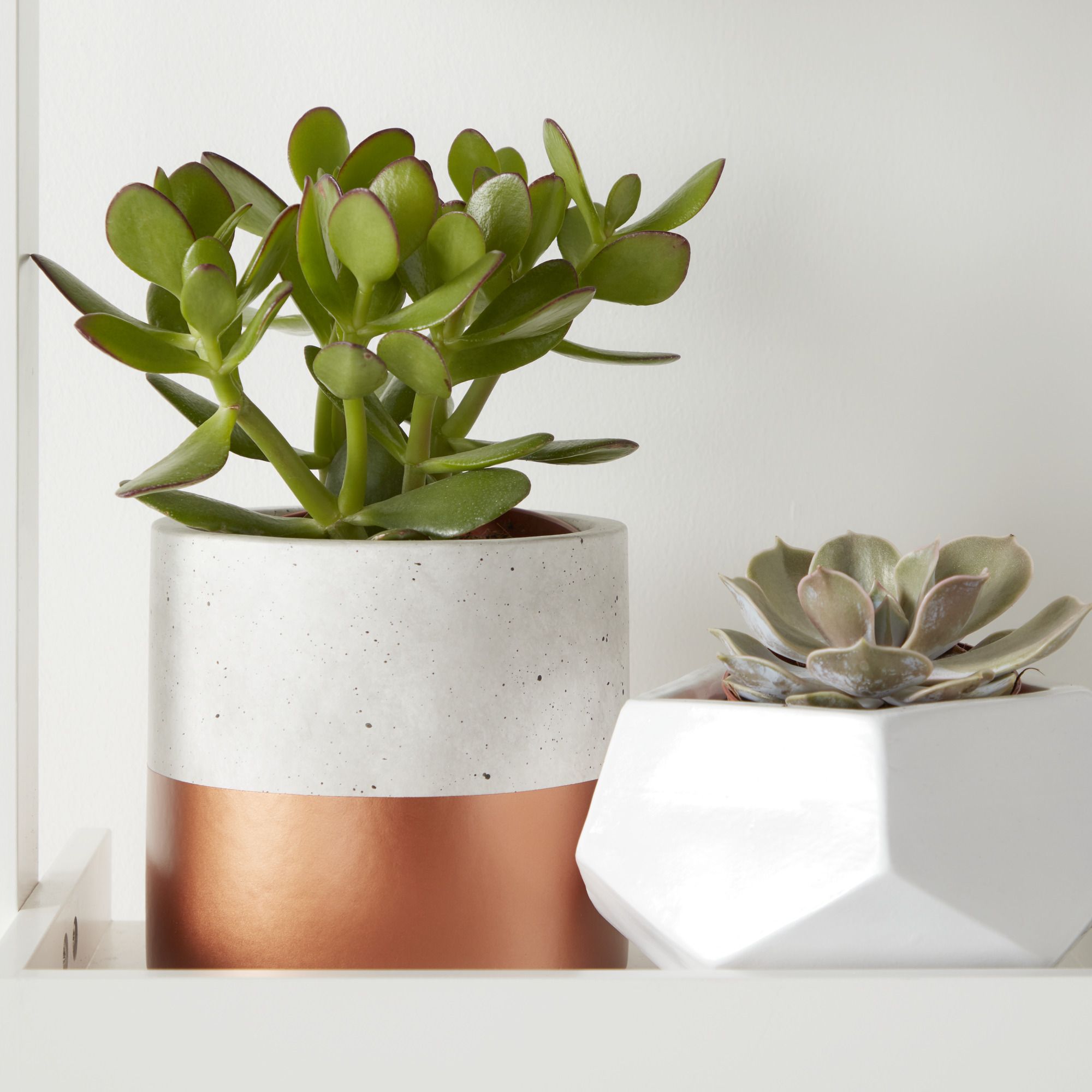 14cm plant pot store