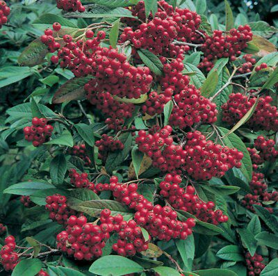 GoodHome Cornubia Ornamental tree | DIY at B&Q