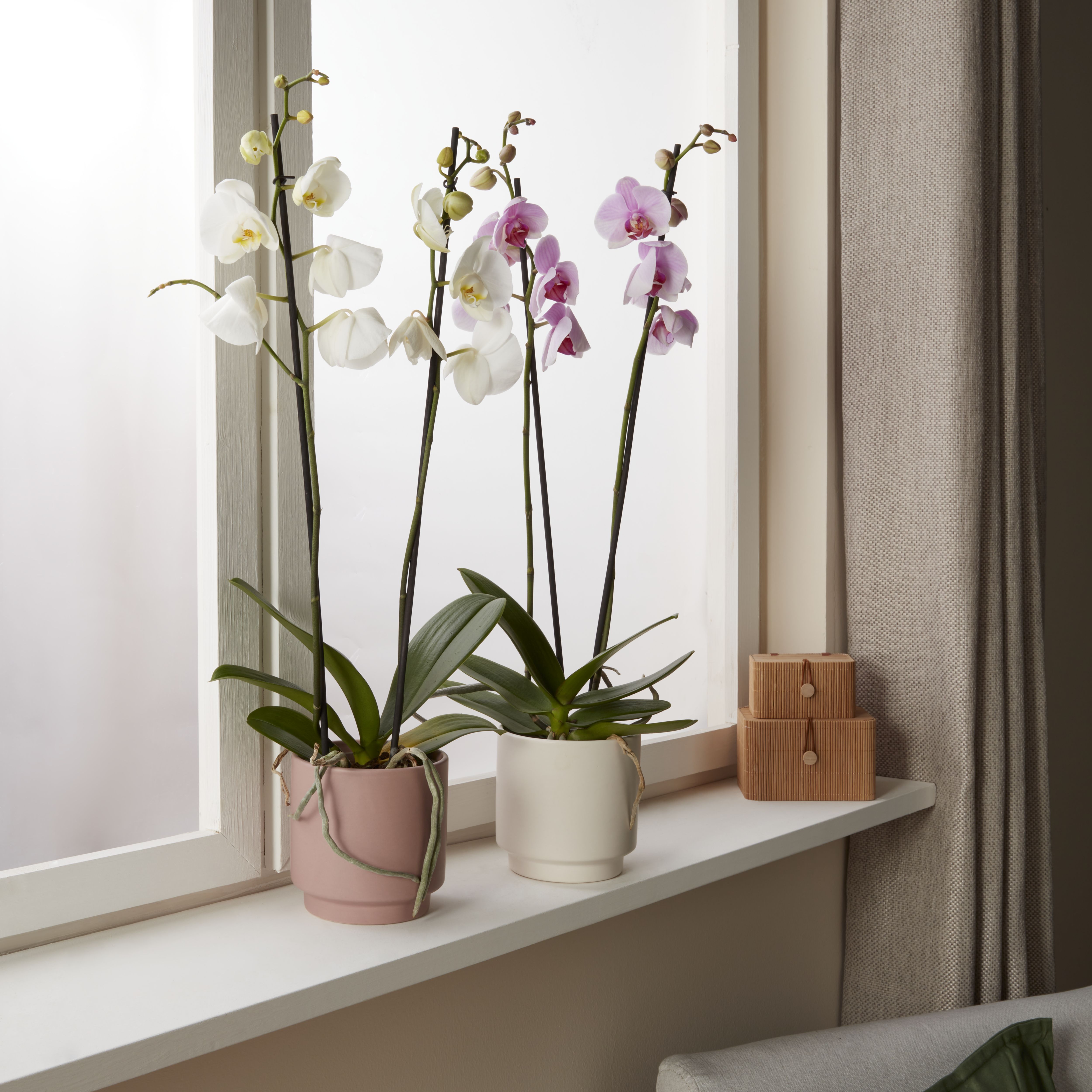 GoodHome Double Stem Moth orchid in Assorted Ceramic Decorative pot ...