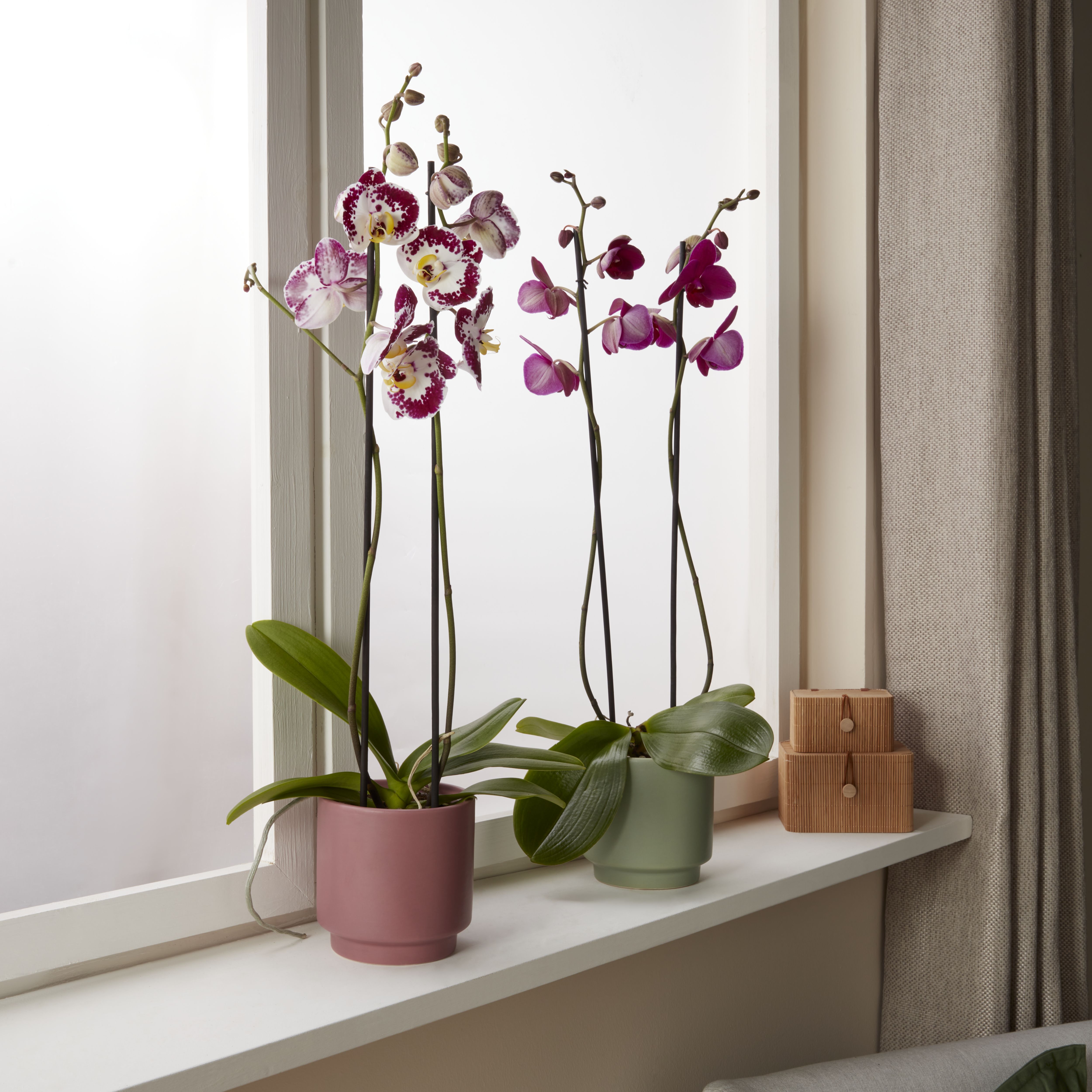 GoodHome Double Stem Moth orchid in Assorted Ceramic Decorative pot ...