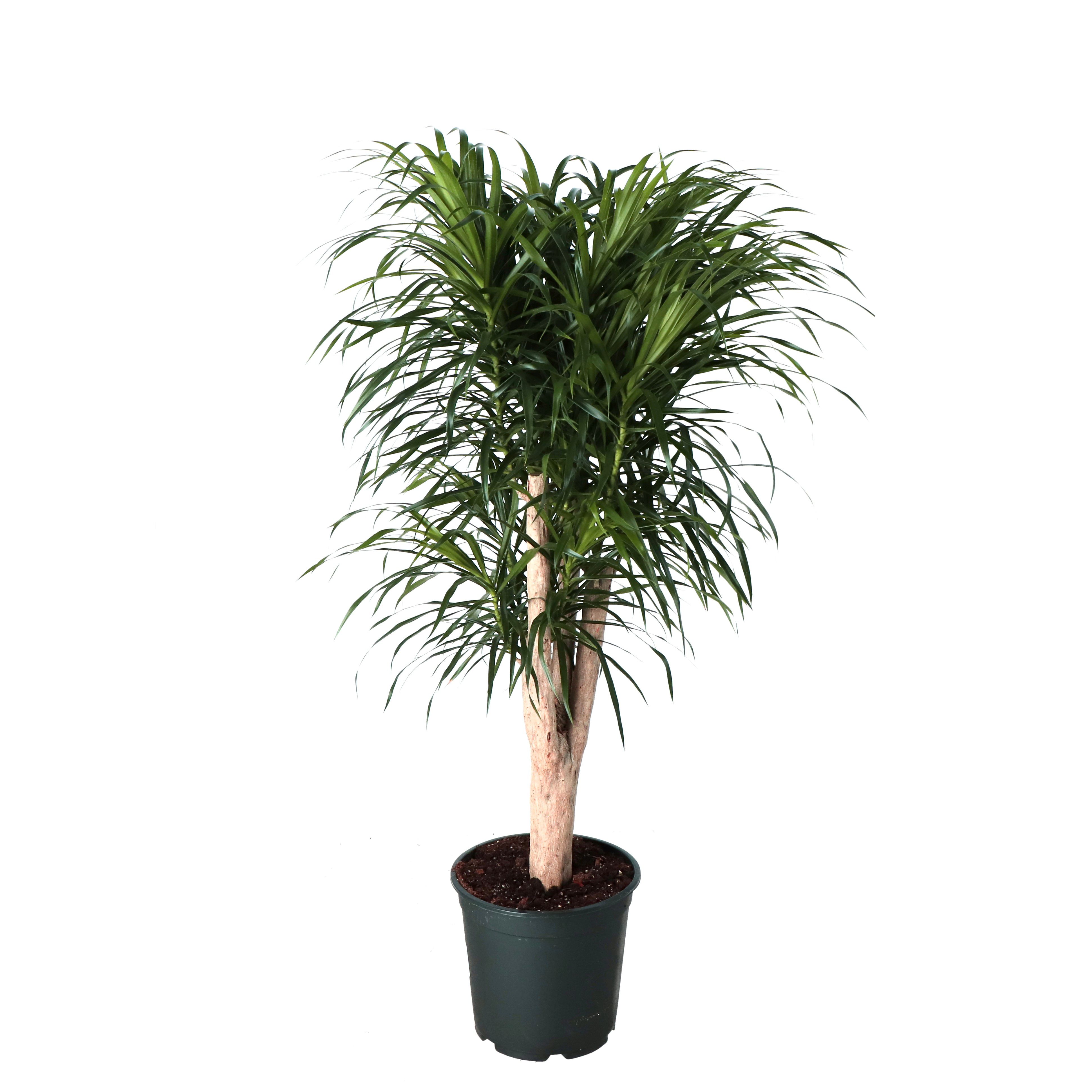 GoodHome Dragon tree in Plastic Pot 27cm