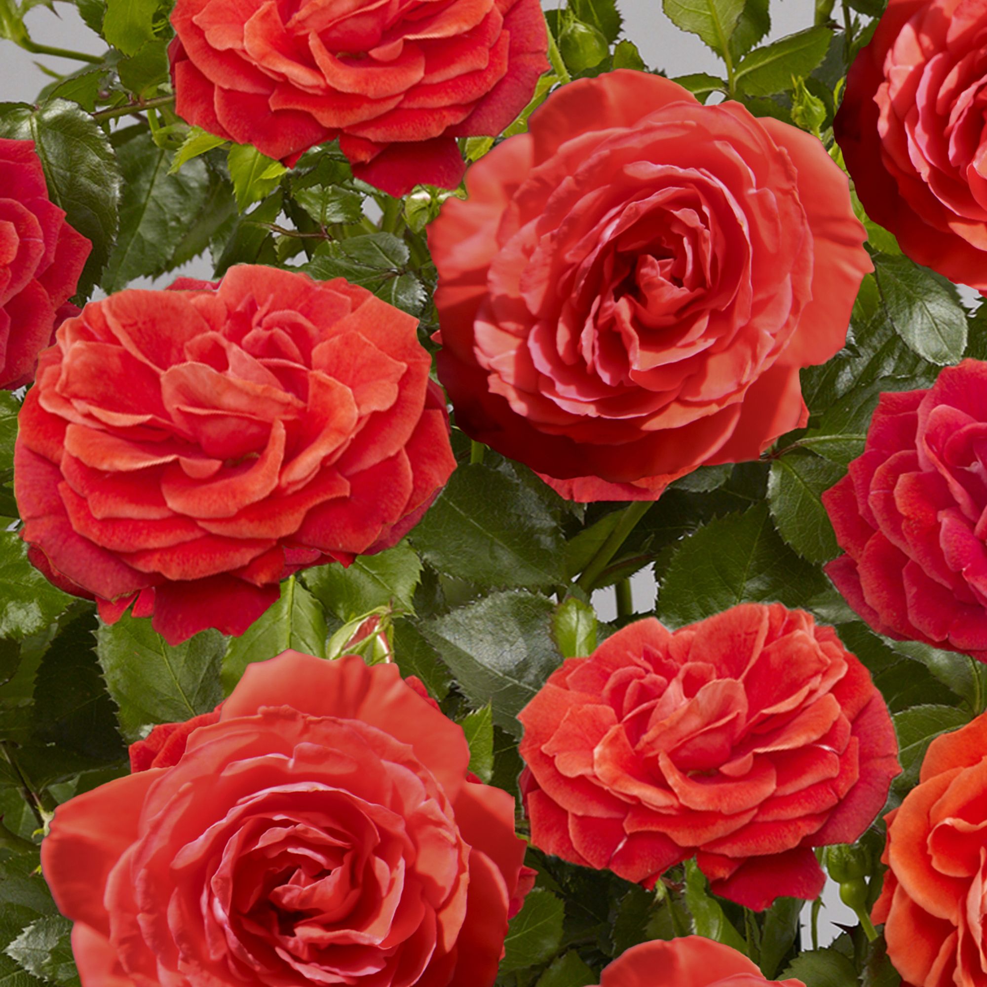 GoodHome Farruca Climber Plant