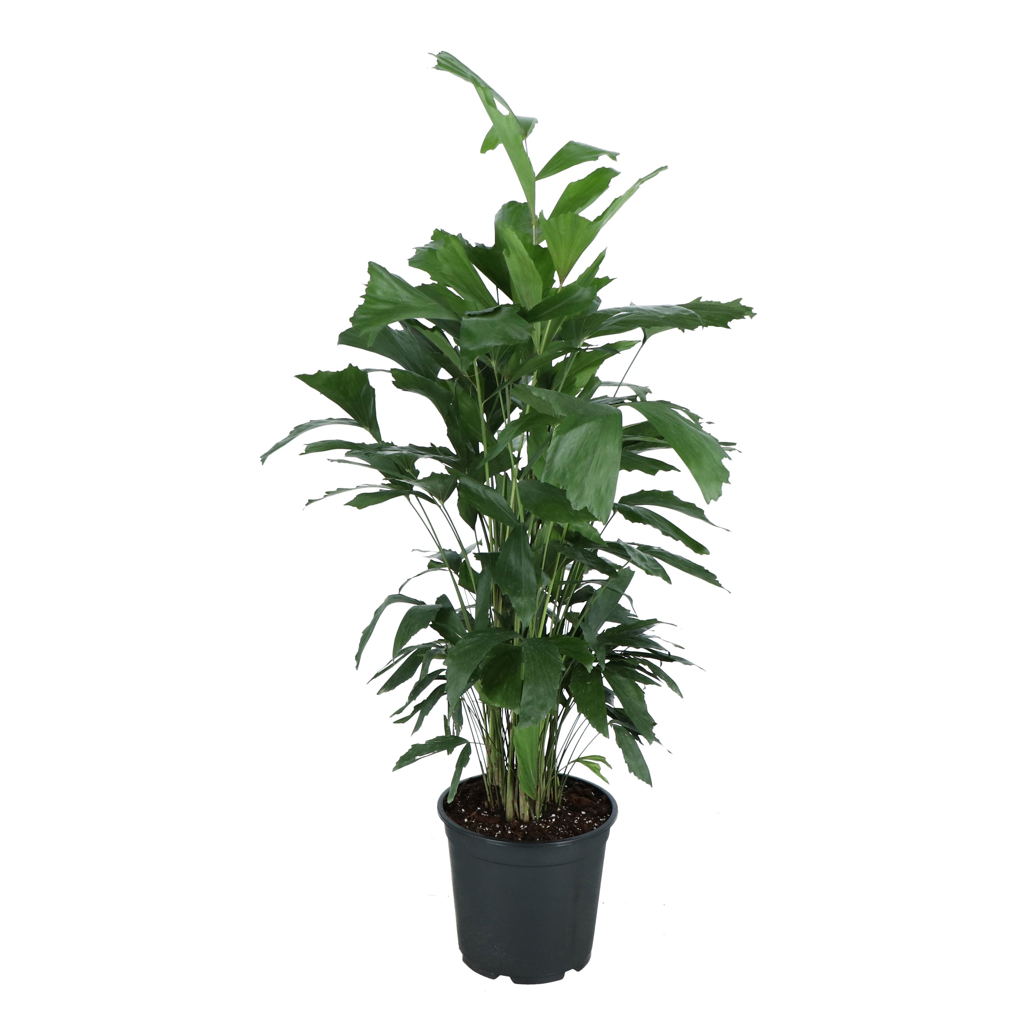 GoodHome Fishtail palm in Plastic Pot 27cm | DIY at B&Q
