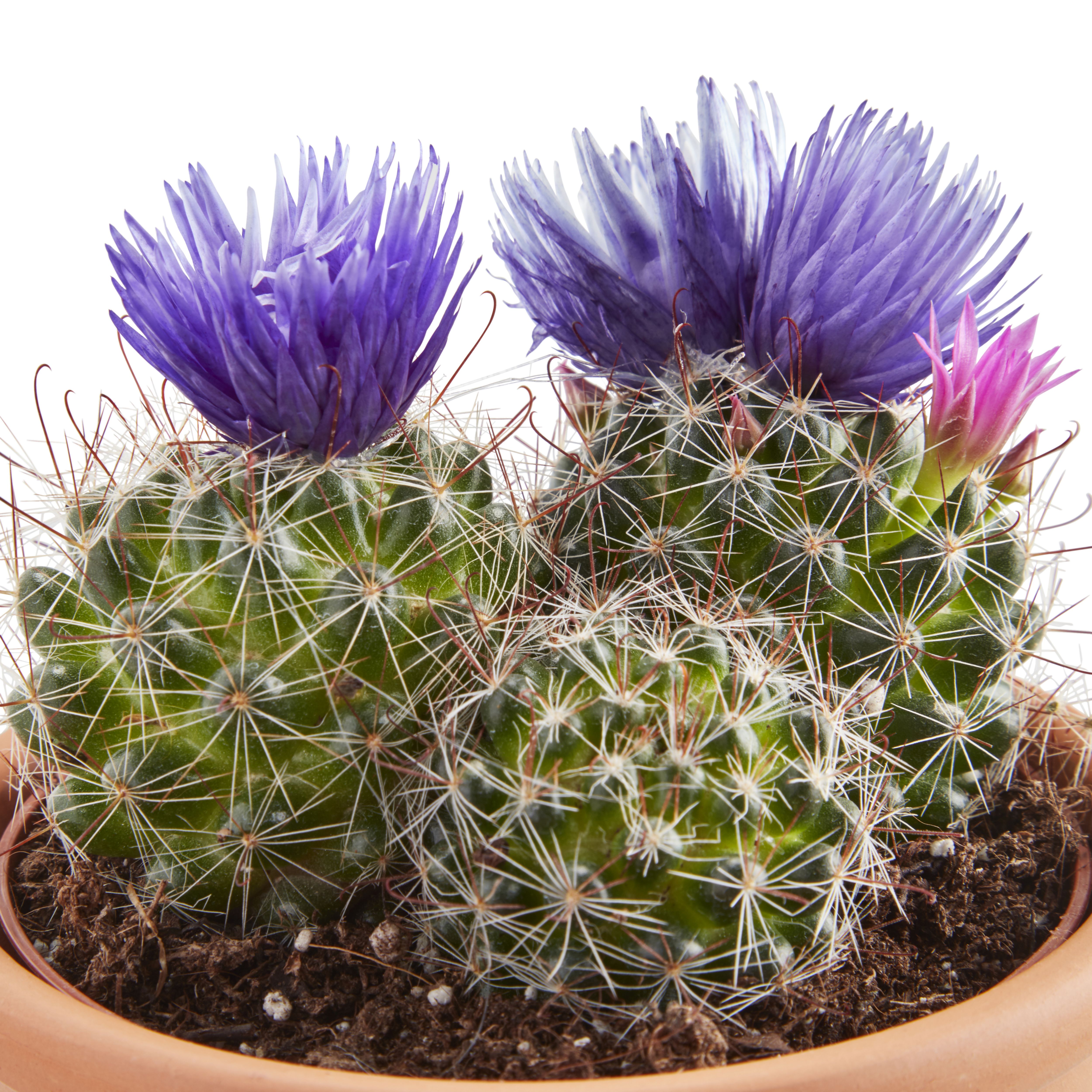 GoodHome Flowering Cactus in Terracotta Pot 9cm