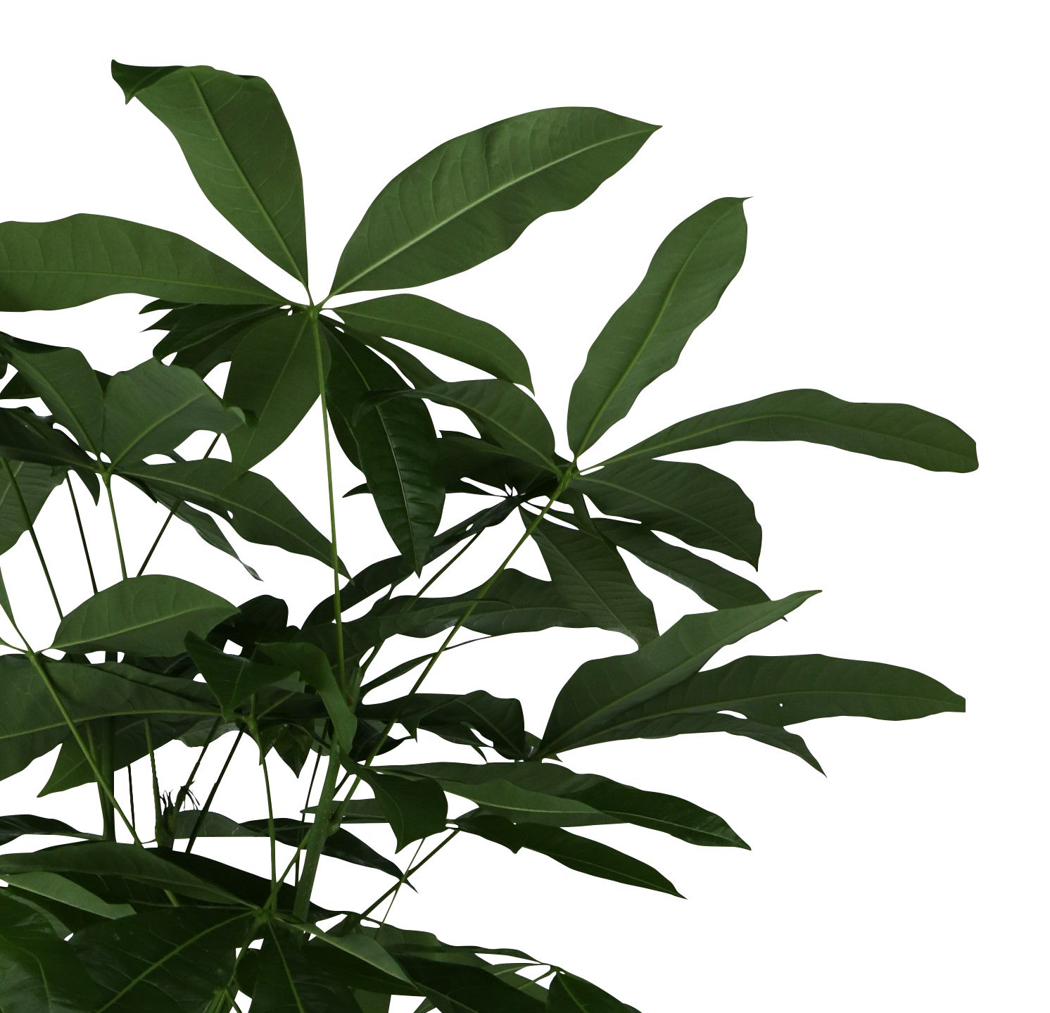 GoodHome Indoor plants Money tree in Plastic Grow pot 19cm