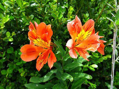 GoodHome Inticancha bryce Perennial Plant