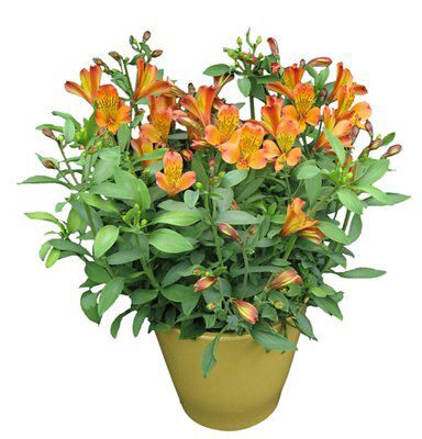 GoodHome Inticancha bryce Perennial Plant