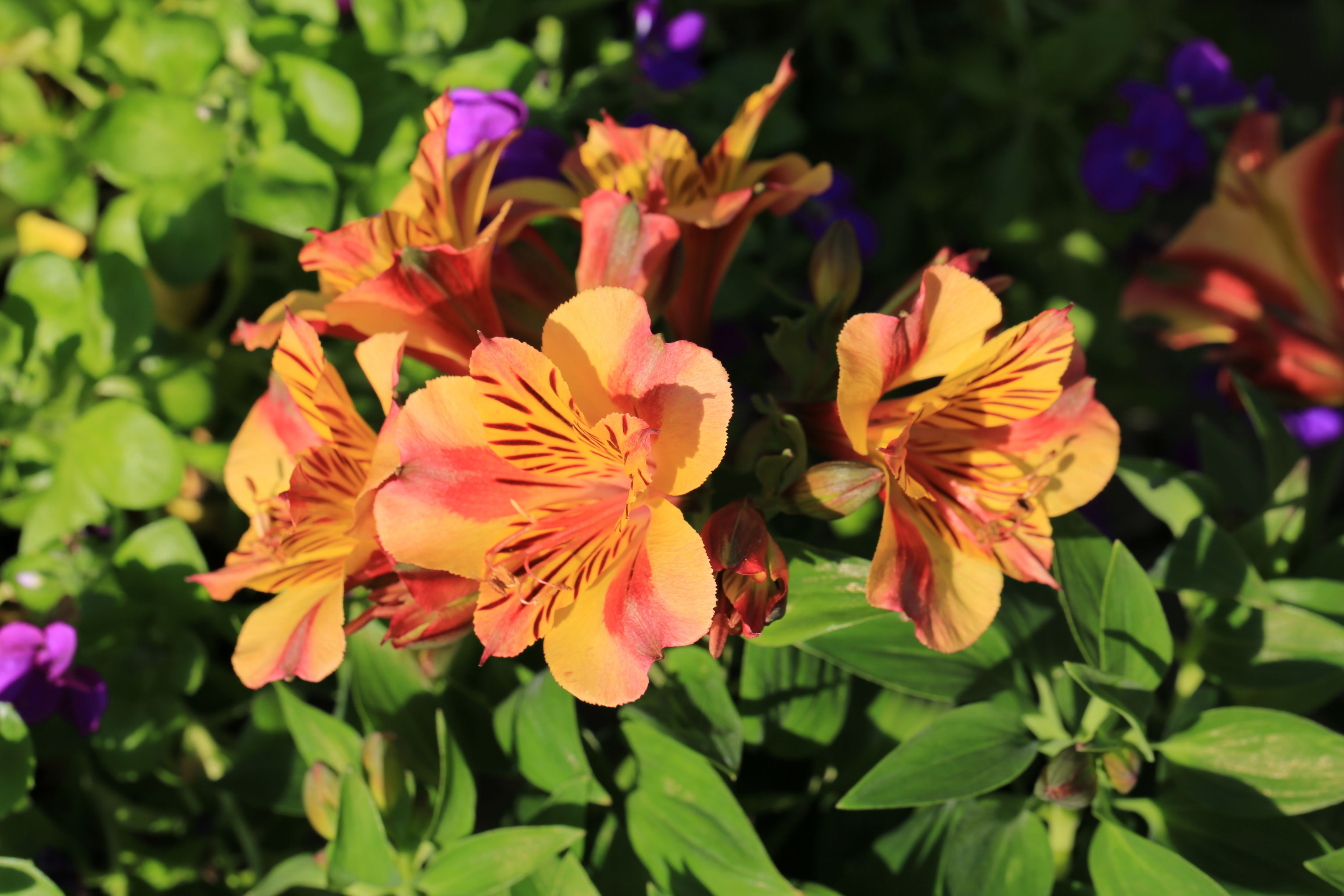 GoodHome Inticancha bryce Perennial Plant