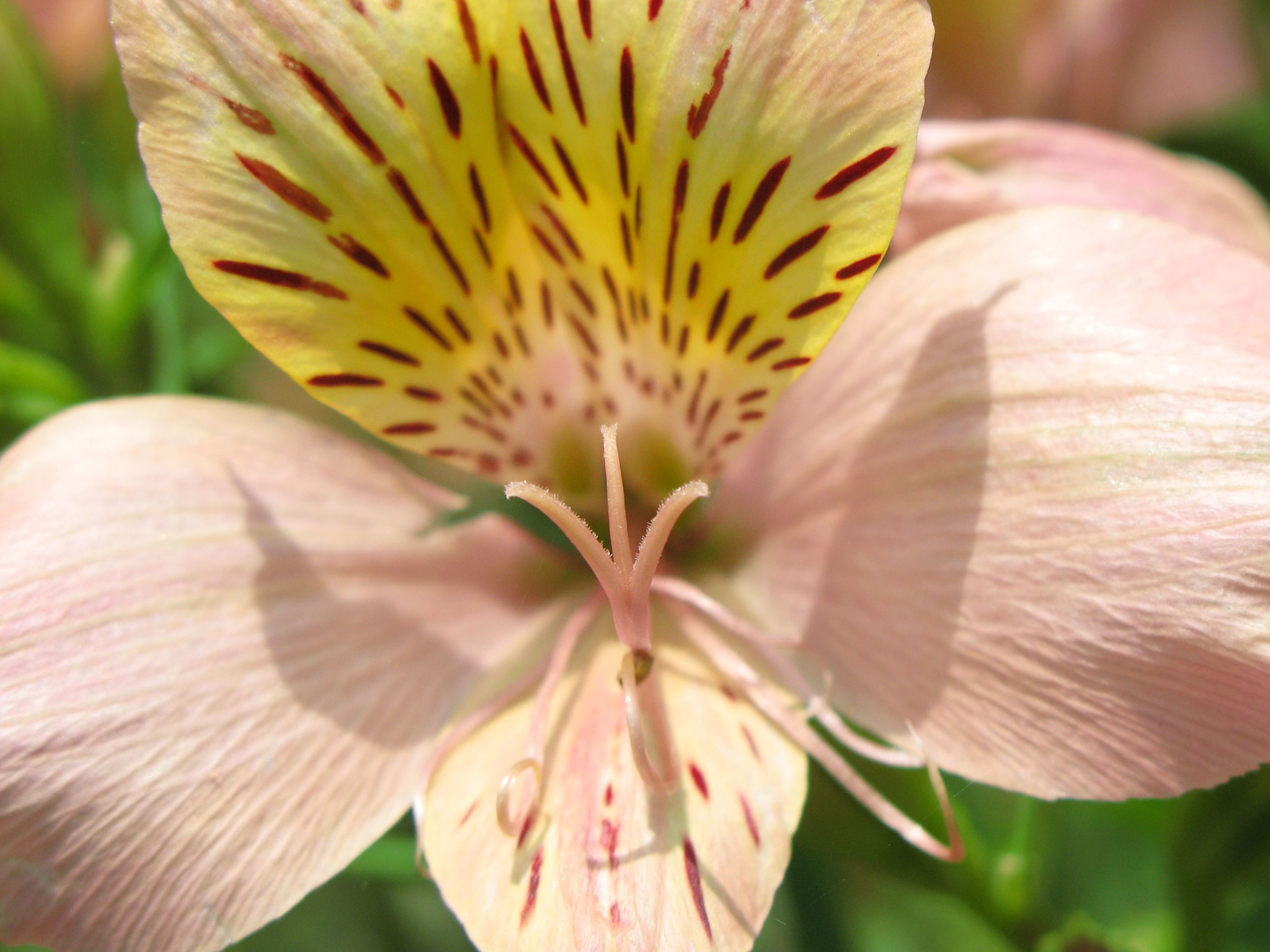 GoodHome Inticancha bryce Perennial Plant