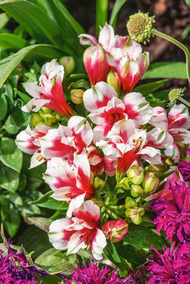 GoodHome Inticancha maya Perennial Plant