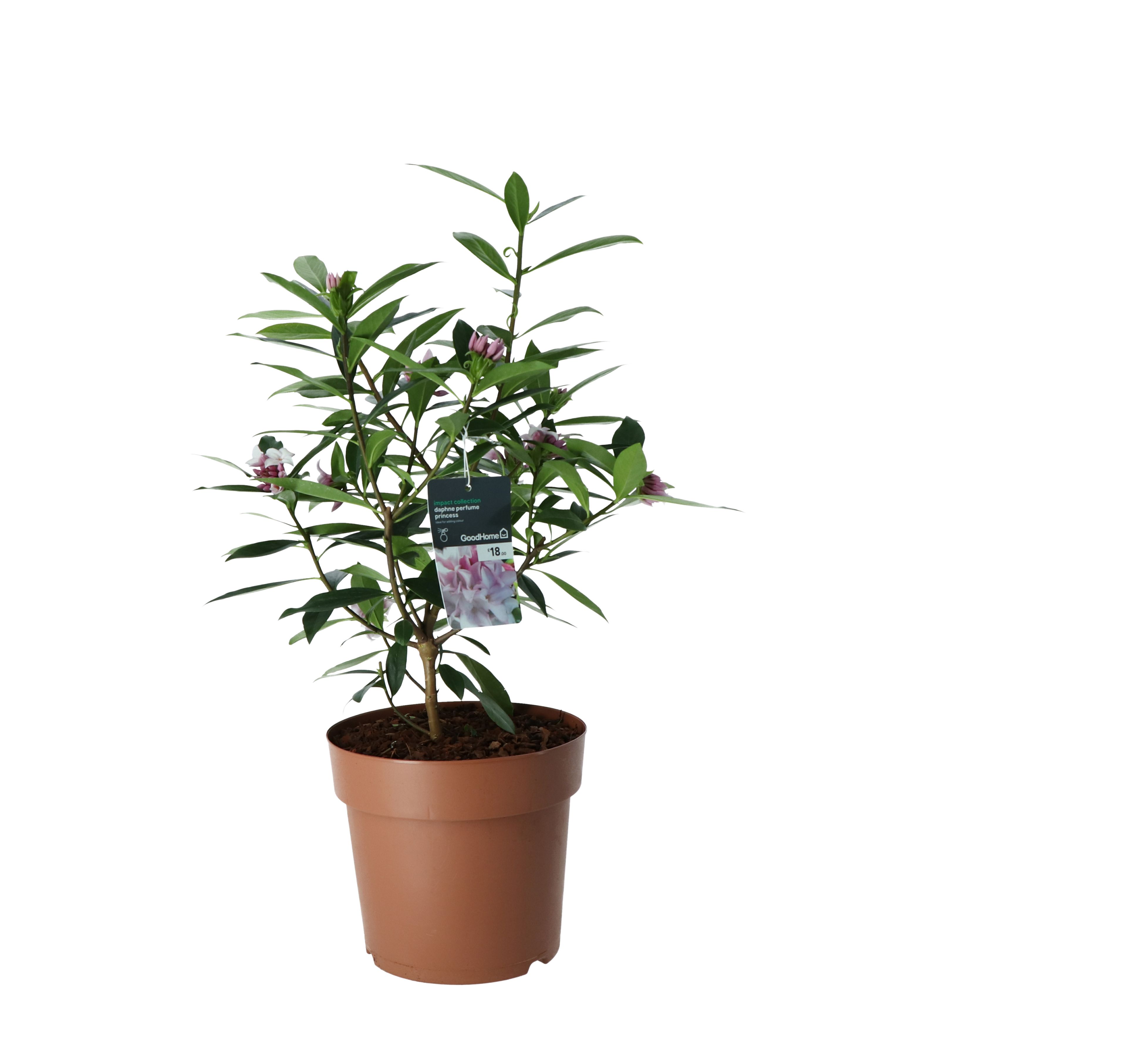 GoodHome Perfume princess Shrub Plant
