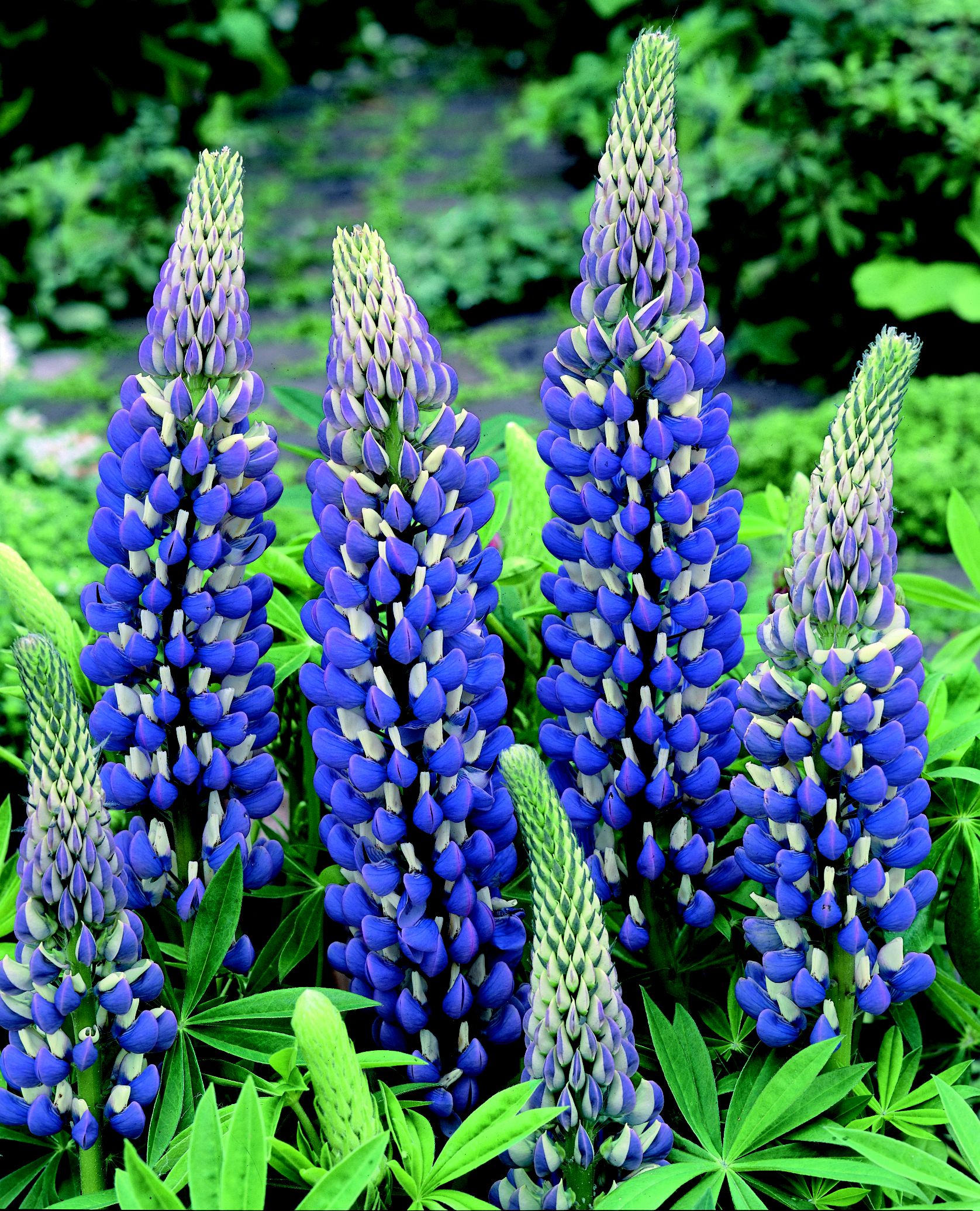 GoodHome Persian slipper | DIY at B&Q