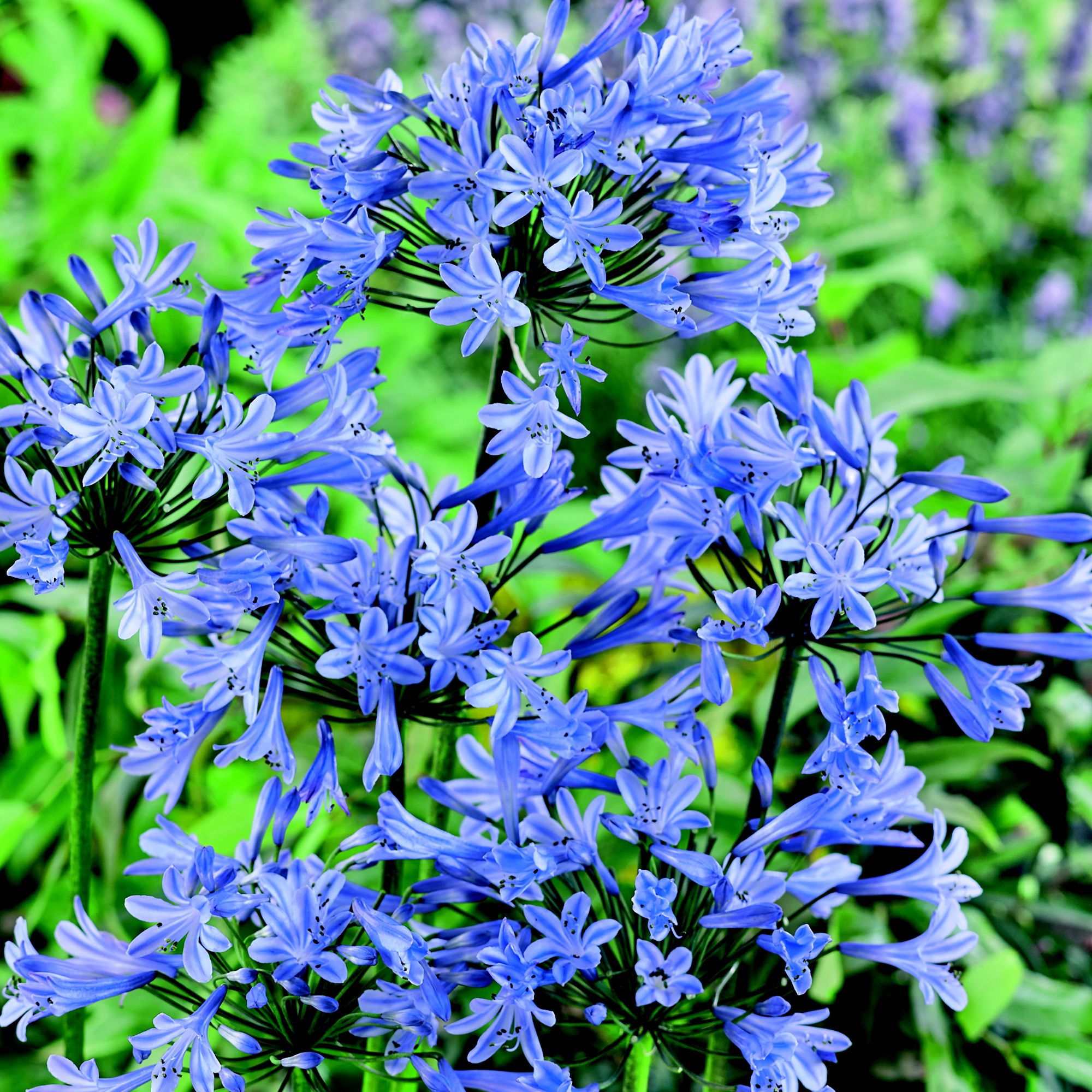 GoodHome Peter pan Perennial Plant