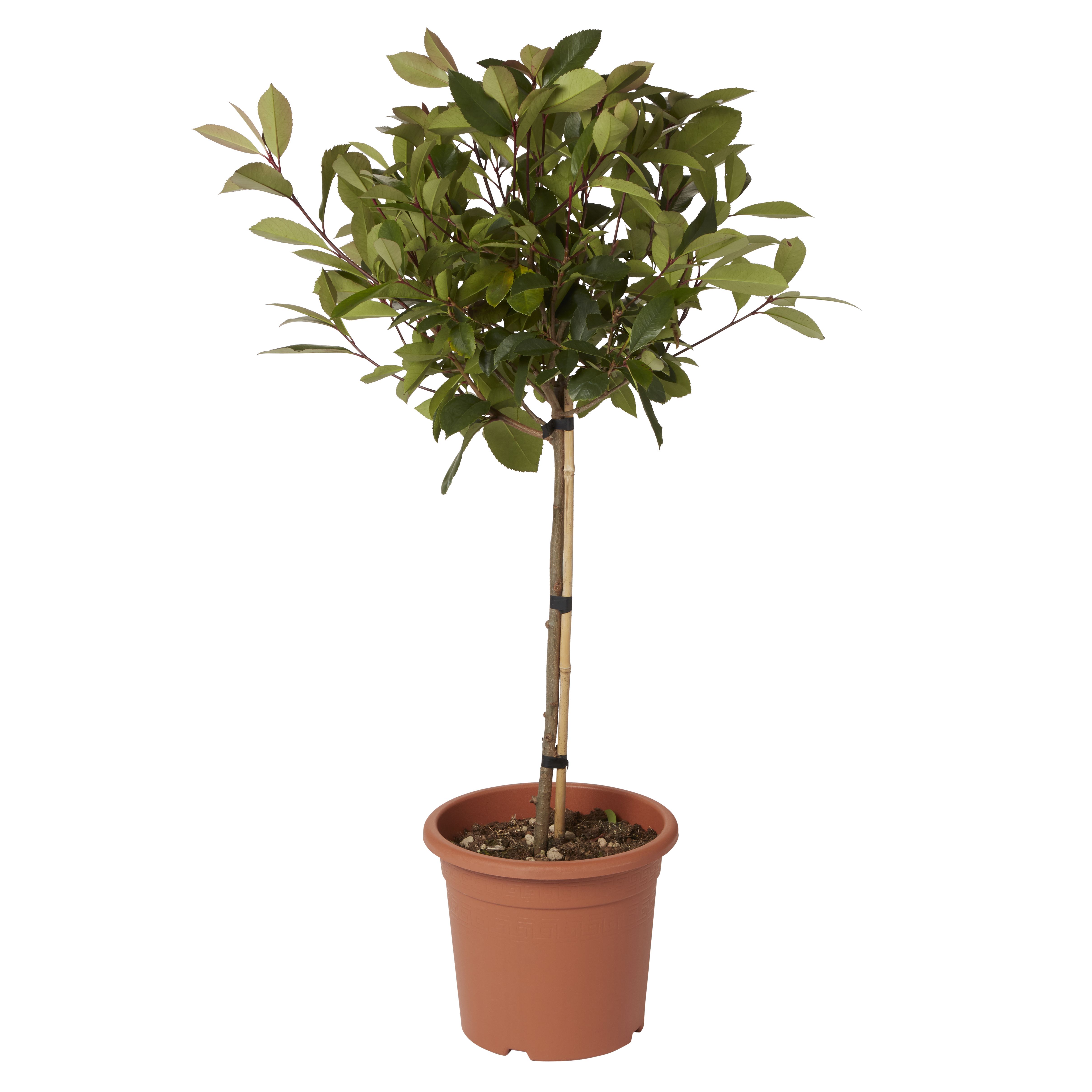 GoodHome Red robin Shrub Plant