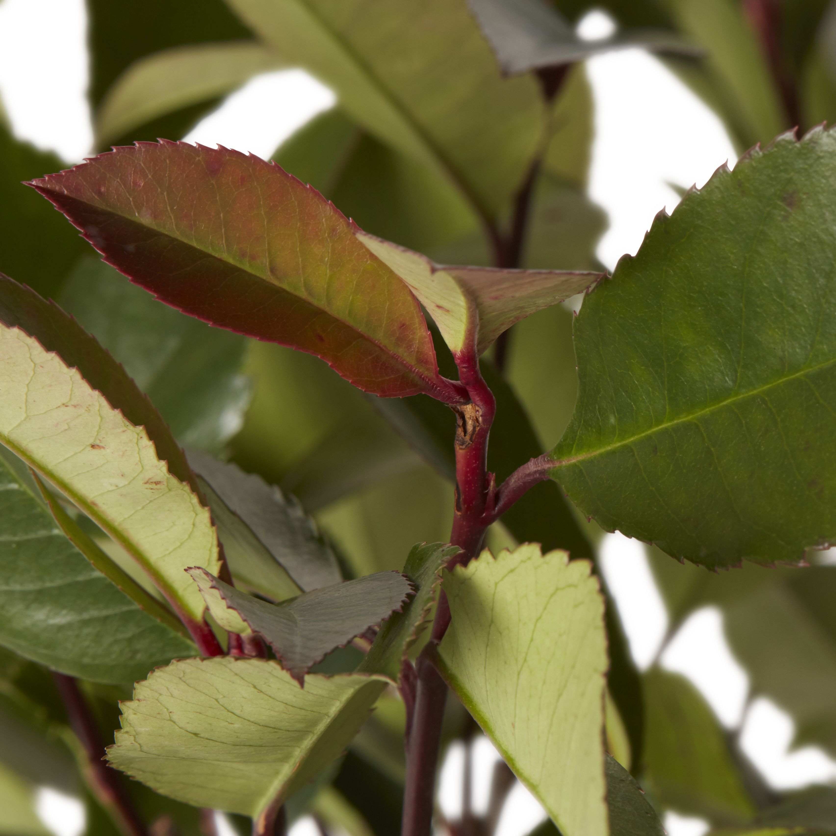GOODHOME RED ROBIN SHRUB PLANT