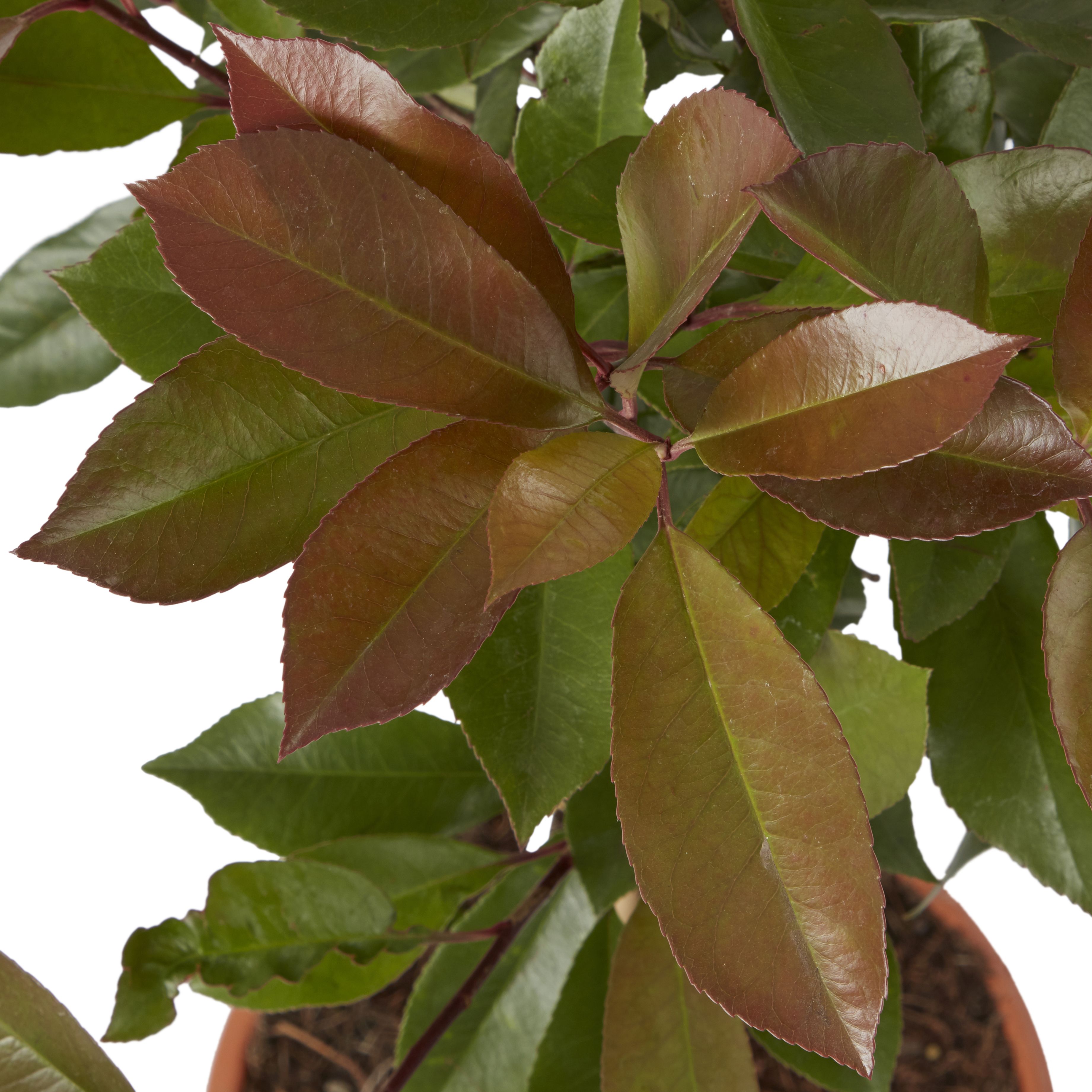 GoodHome Red robin Shrub Plant