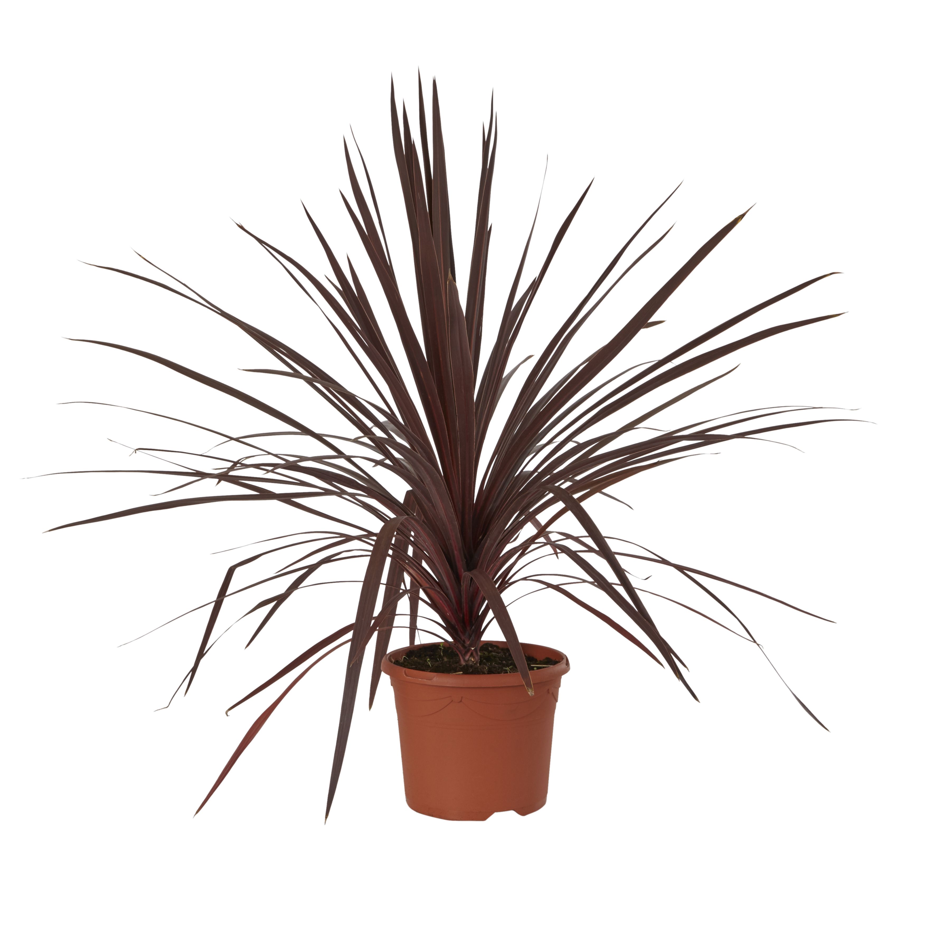 GoodHome Red star Shrub Plant