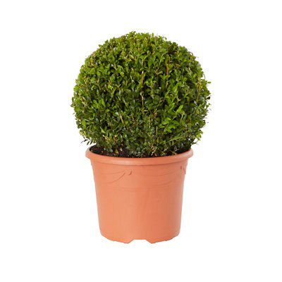 GoodHome Shrub Box ball | DIY at B&Q