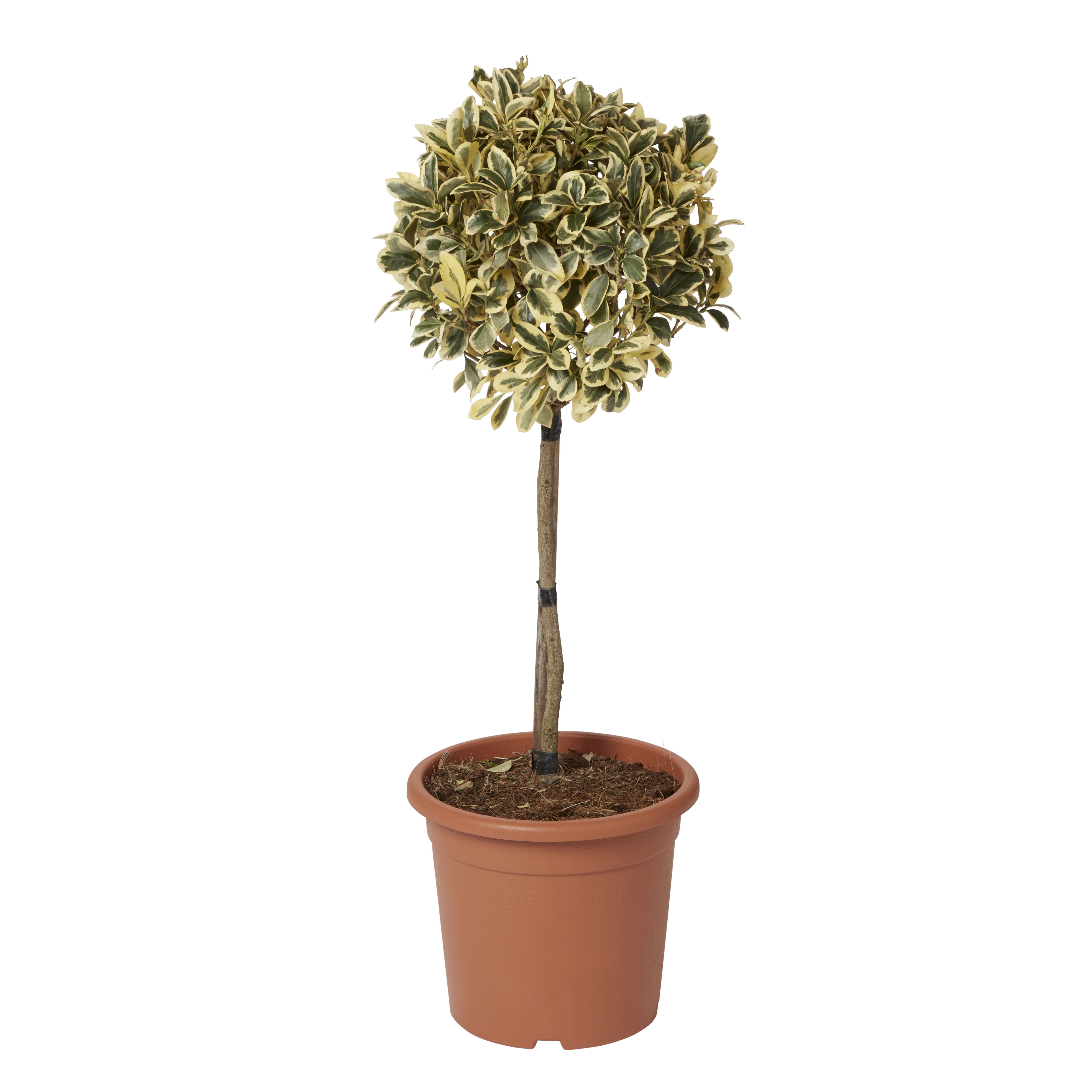 GoodHome Shrub Bravo | DIY at B&Q