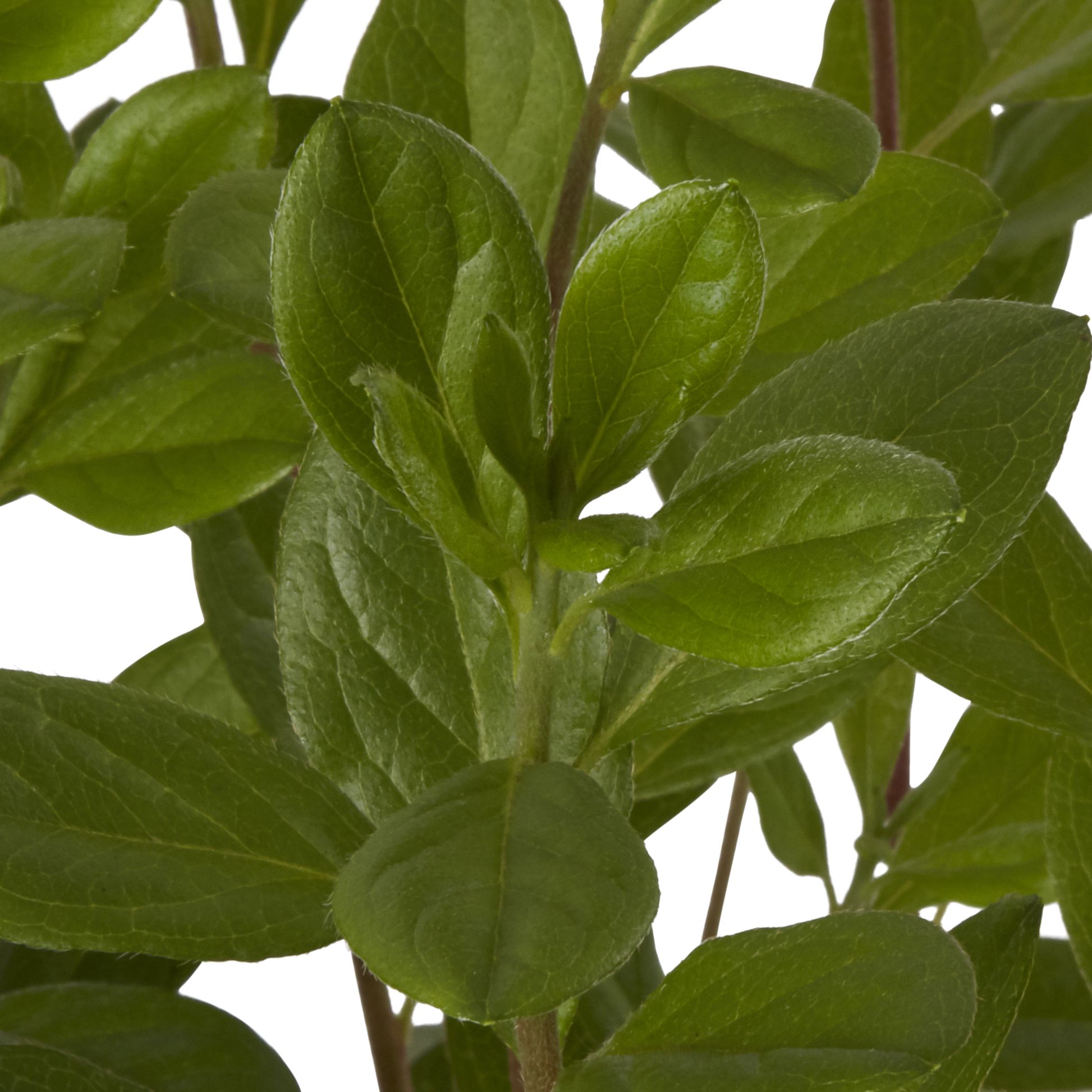 GoodHome Shrub Plant