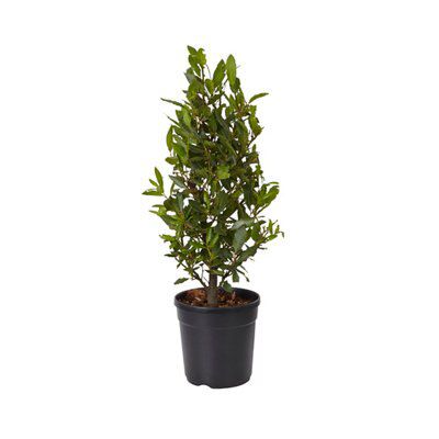 GoodHome Shrub Plant