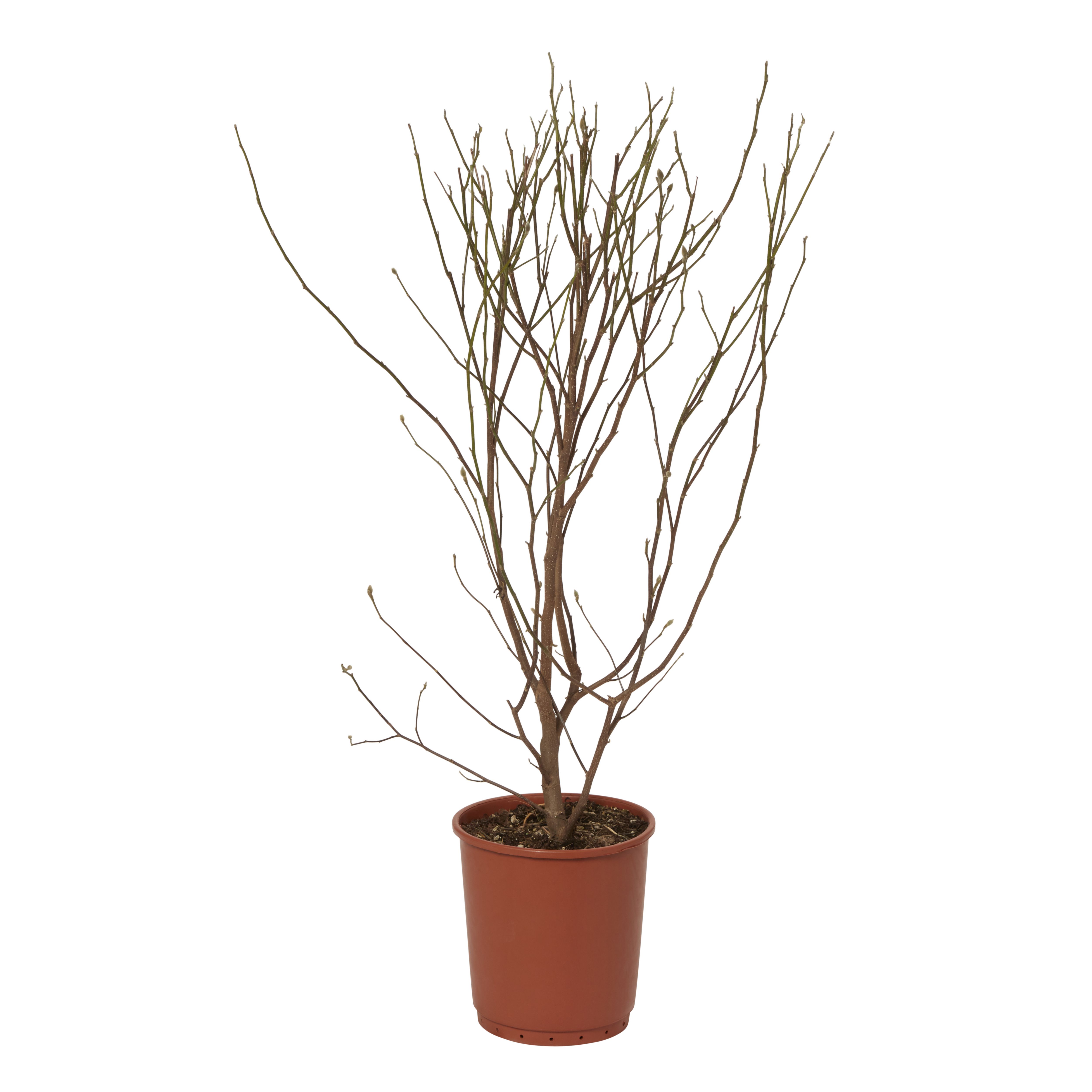GoodHome Shrub Susan | DIY at B&Q