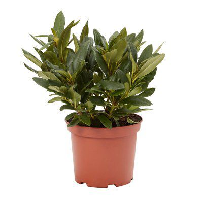 GoodHome Shrub | DIY at B&Q