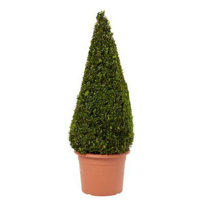 GoodHome Shrub | DIY at B&Q