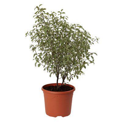 GoodHome Silver queen Shrub Plant