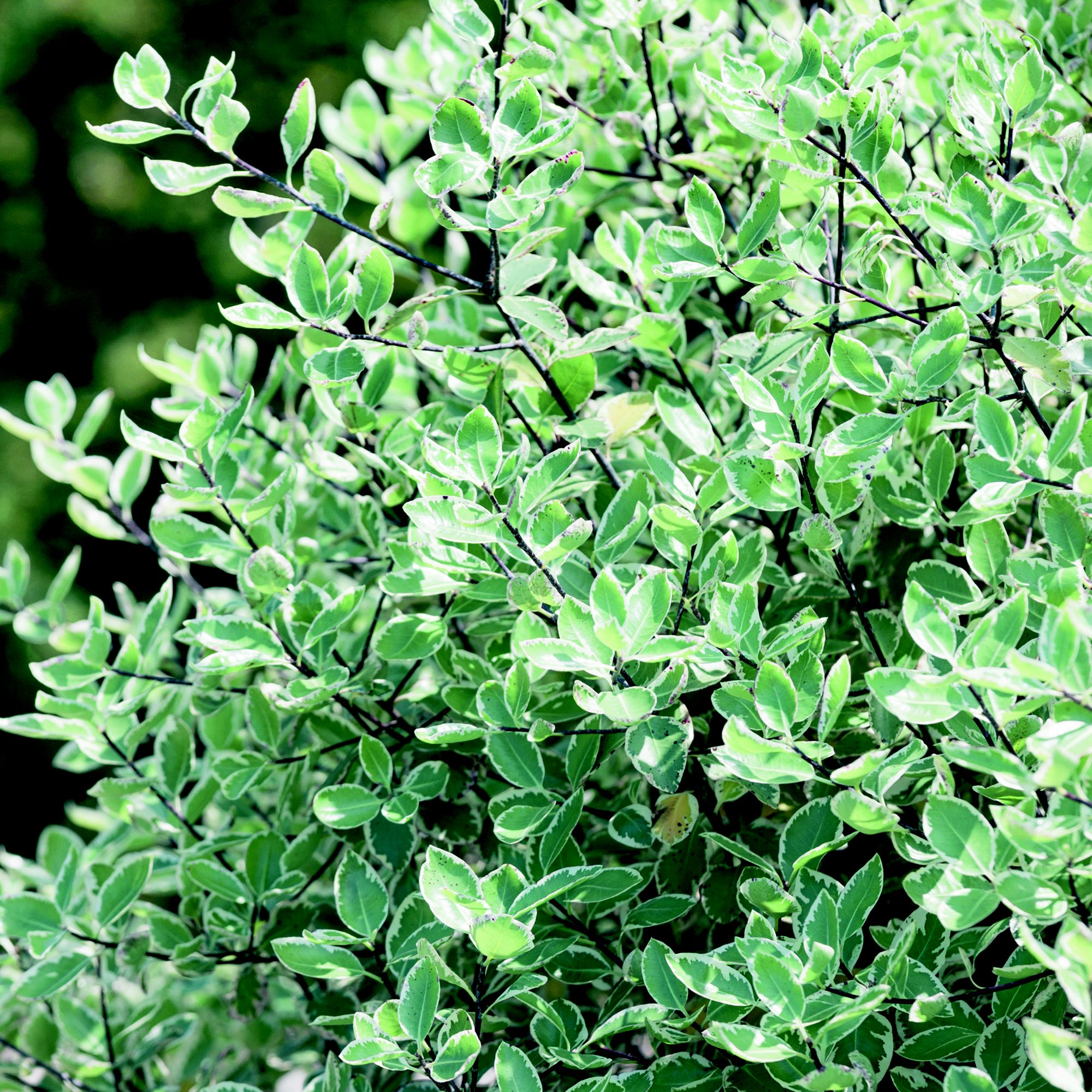 GoodHome Silver queen Shrub Plant