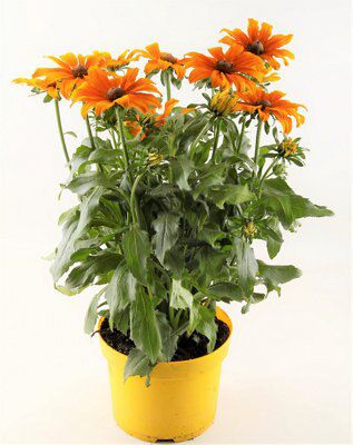 GoodHome Summerina Perennial Plant