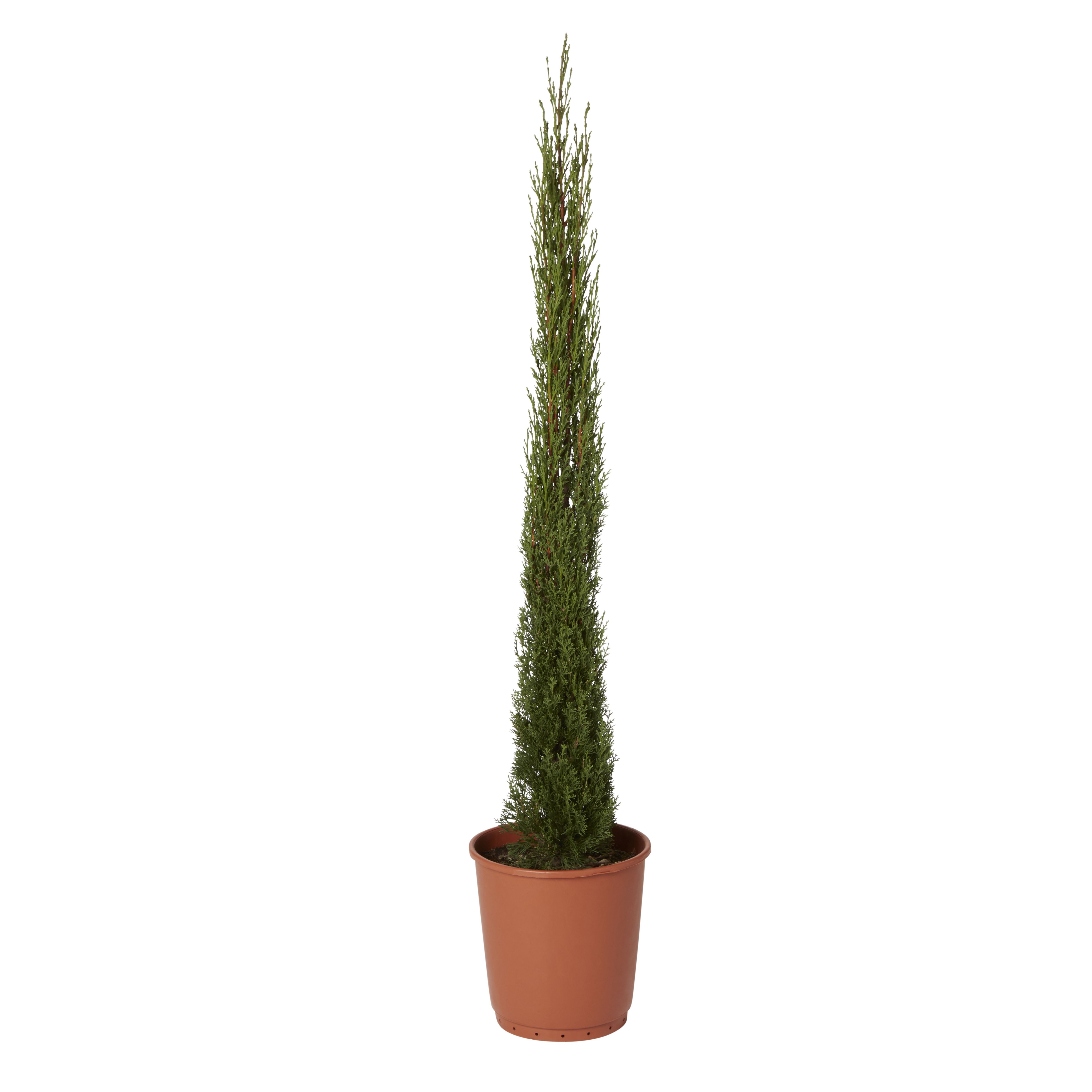GOODHOME TOTEM CONIFER PLANT