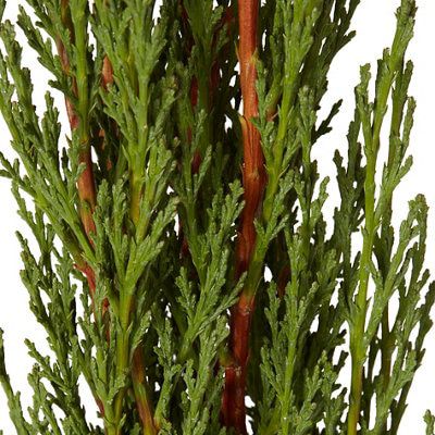 GoodHome Totem Conifer Plant