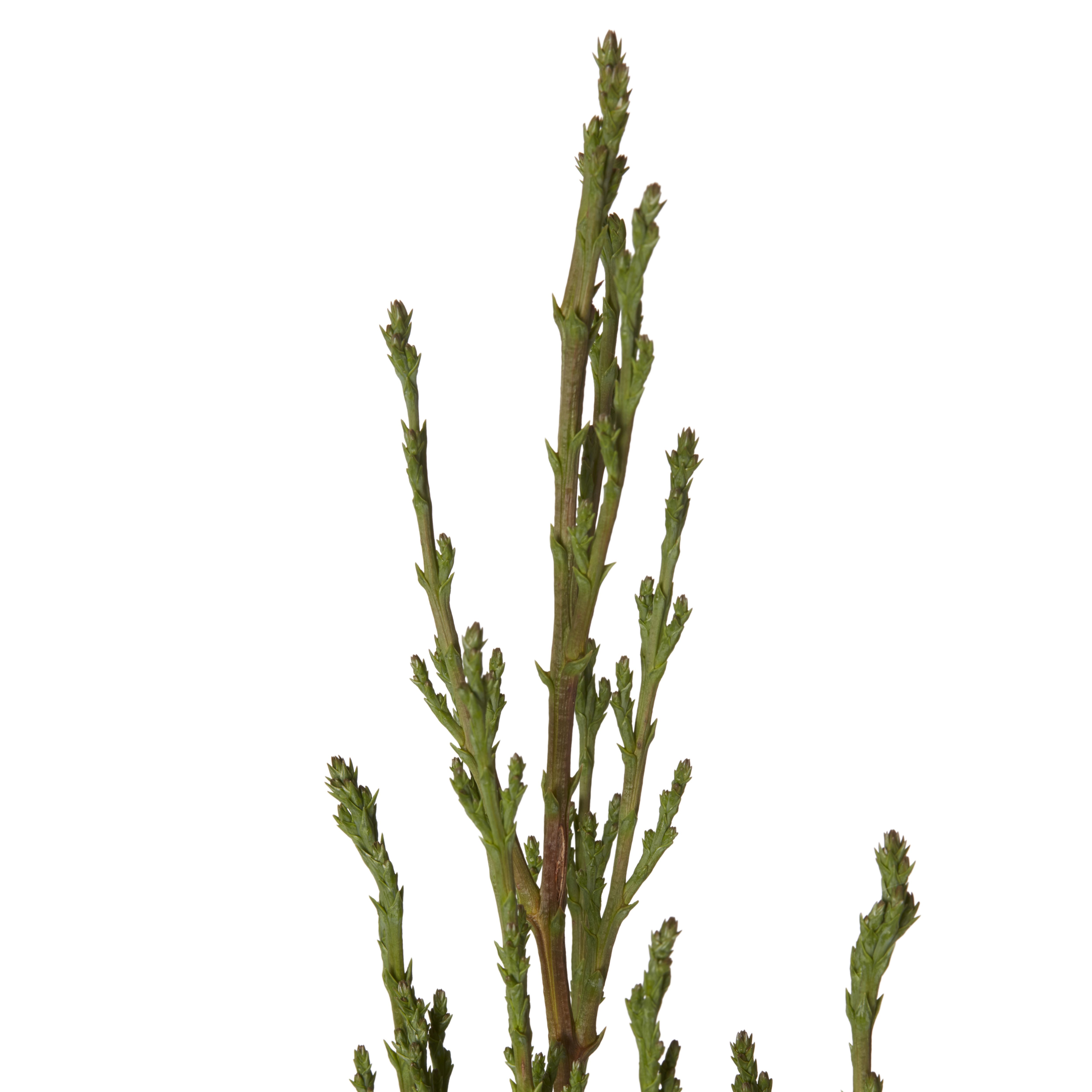 GOODHOME TOTEM CONIFER PLANT