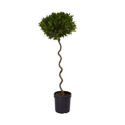 GoodHome Tree at B&Q