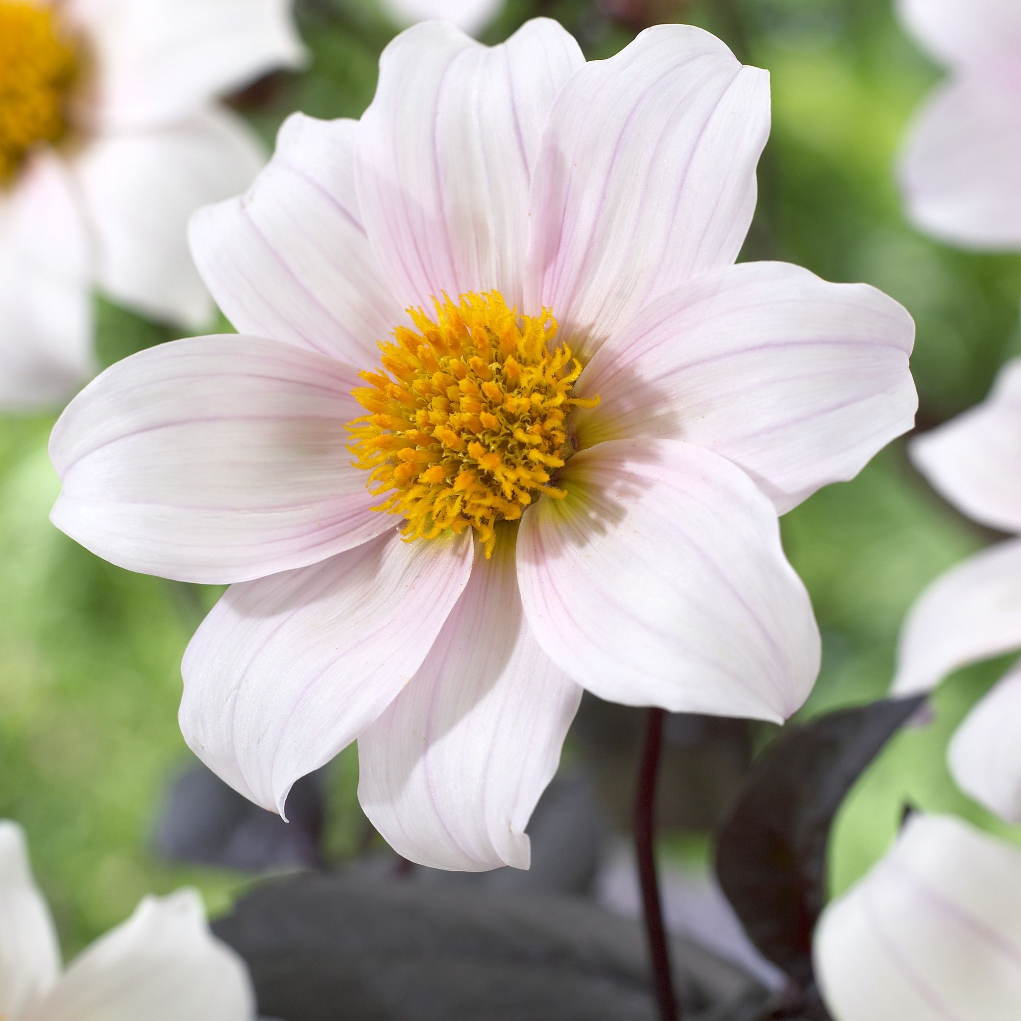 GoodHome Twyning's after eight Perennial Plant