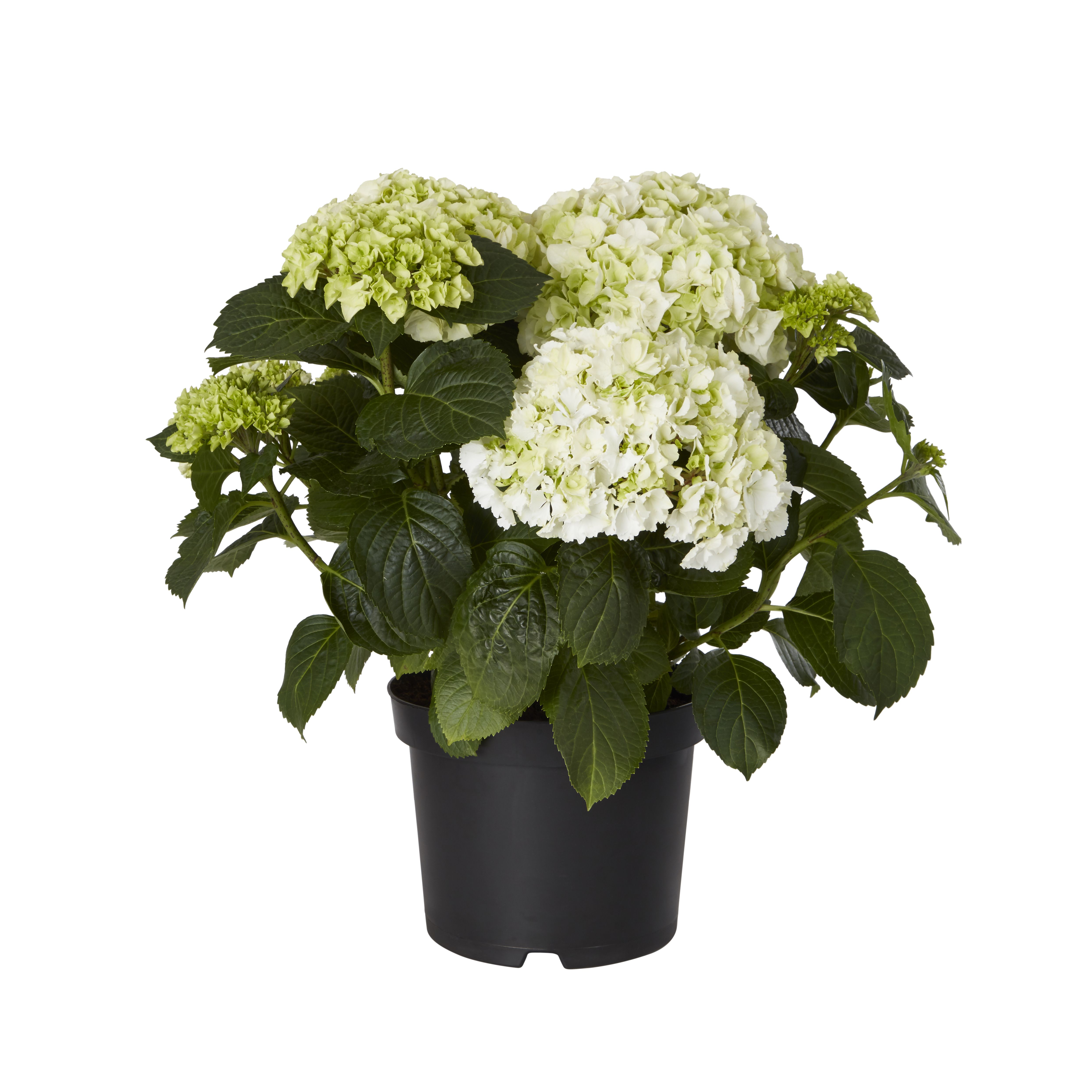 GoodHome Wudu Shrub | DIY at B&Q