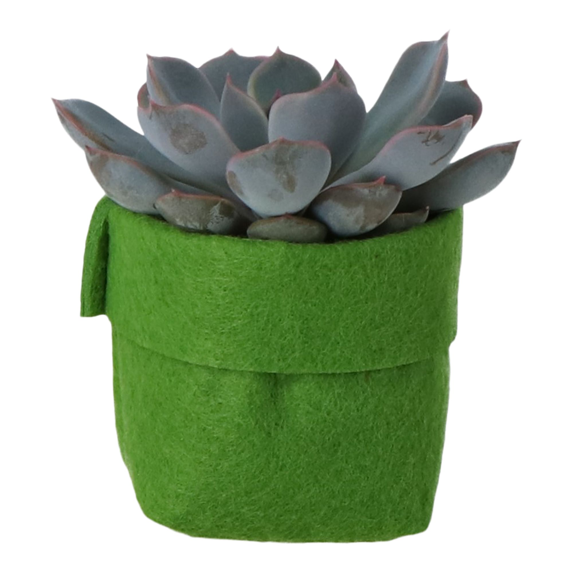 Green Succulent in 6cm Terracotta Felt Decorative pot | DIY at B&Q