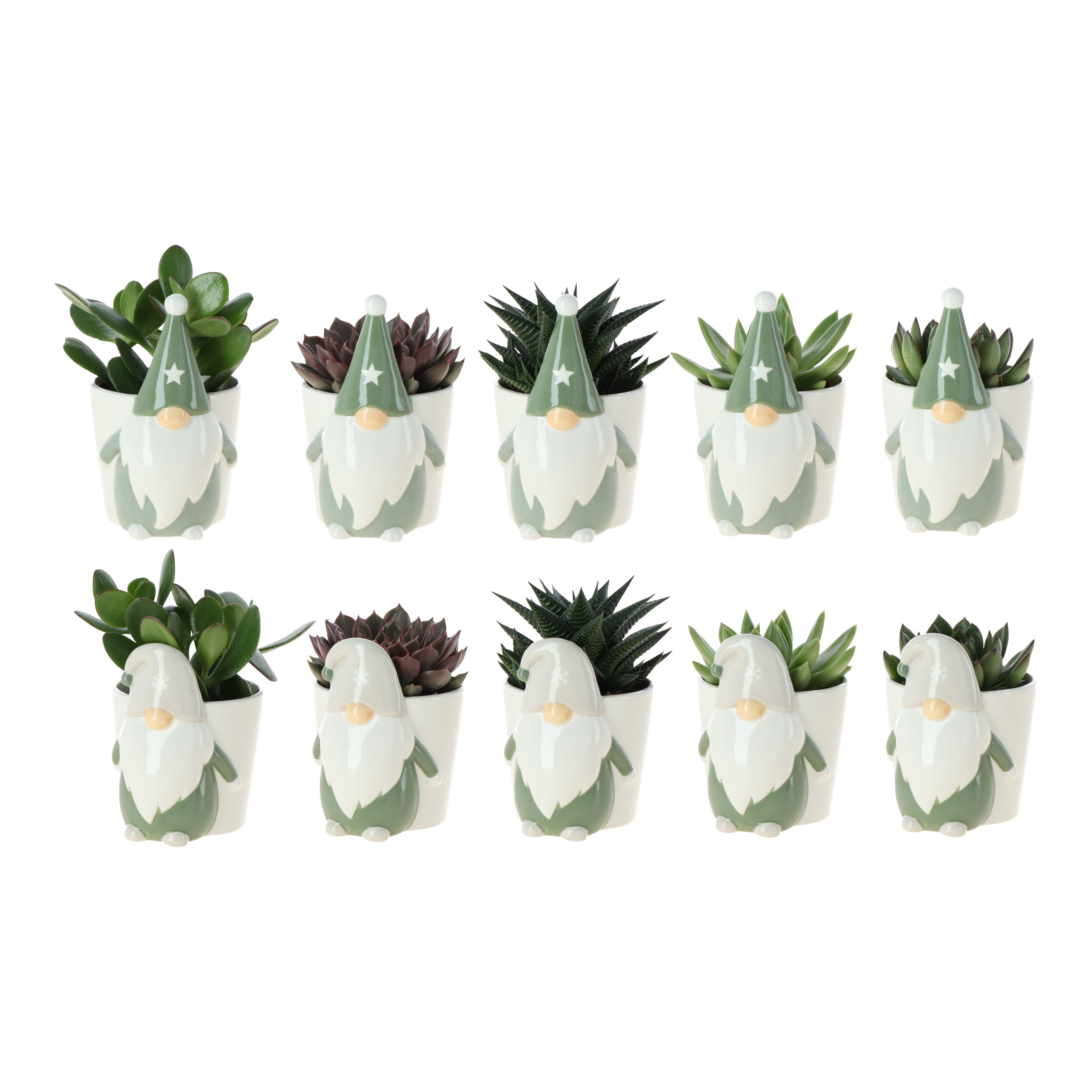 Green Succulent in 9cm Terracotta Gonk Ceramic Decorative pot | DIY at B&Q