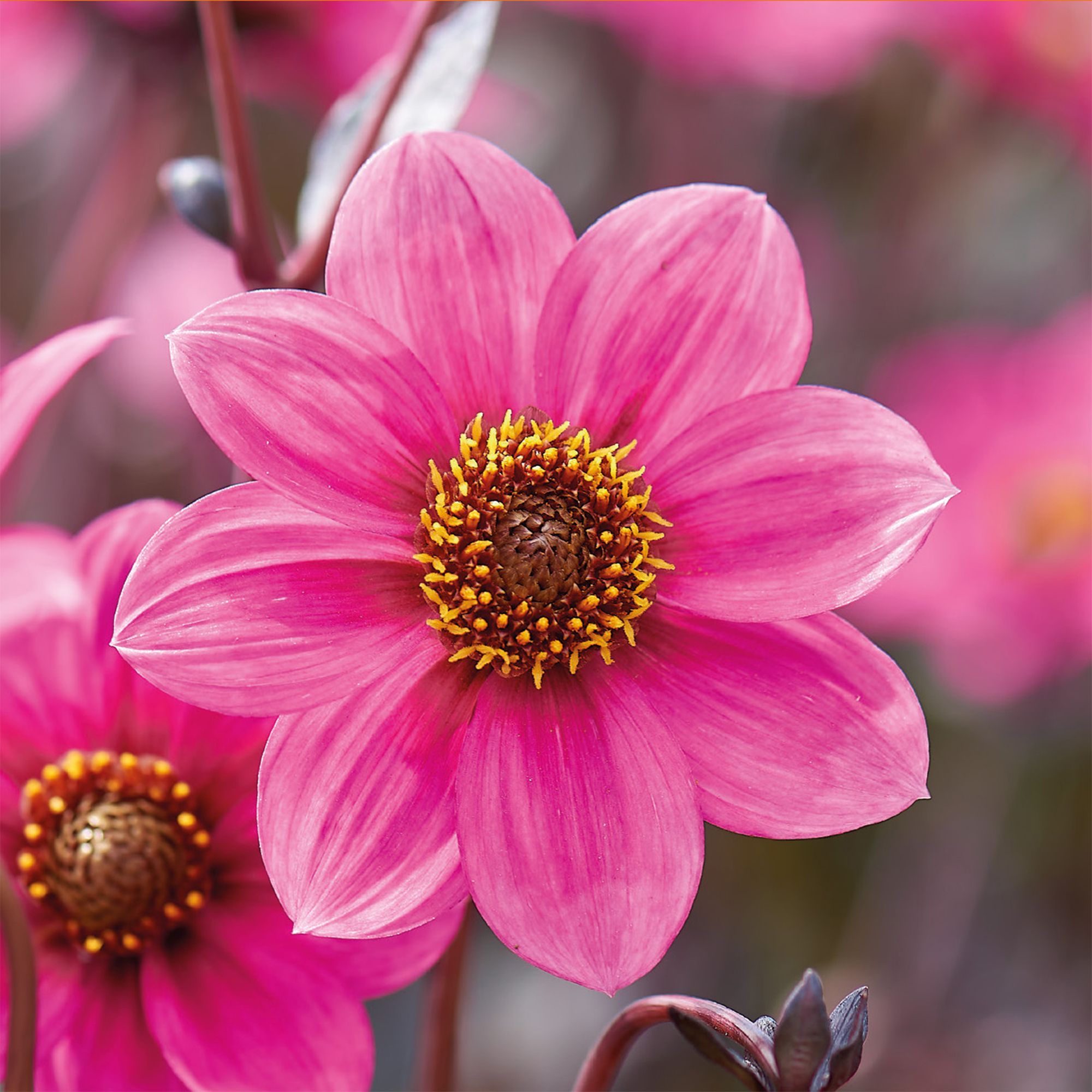 Happy Single Dahlia Juliet 2 Flower bulbs