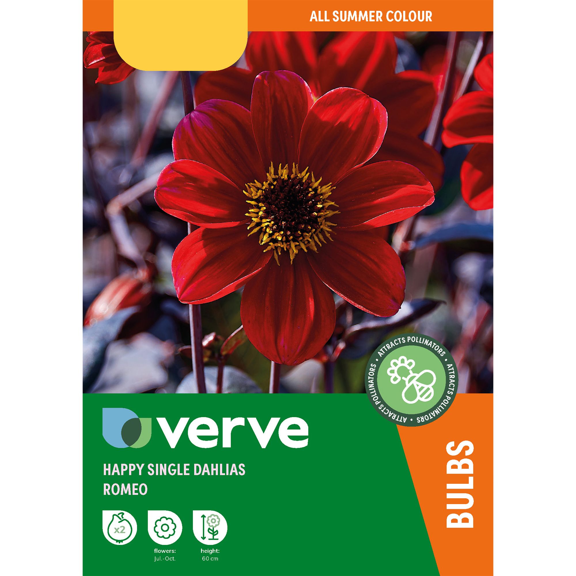 Happy Single Dahlia Romeo 2 Flower bulbs | DIY at B&Q