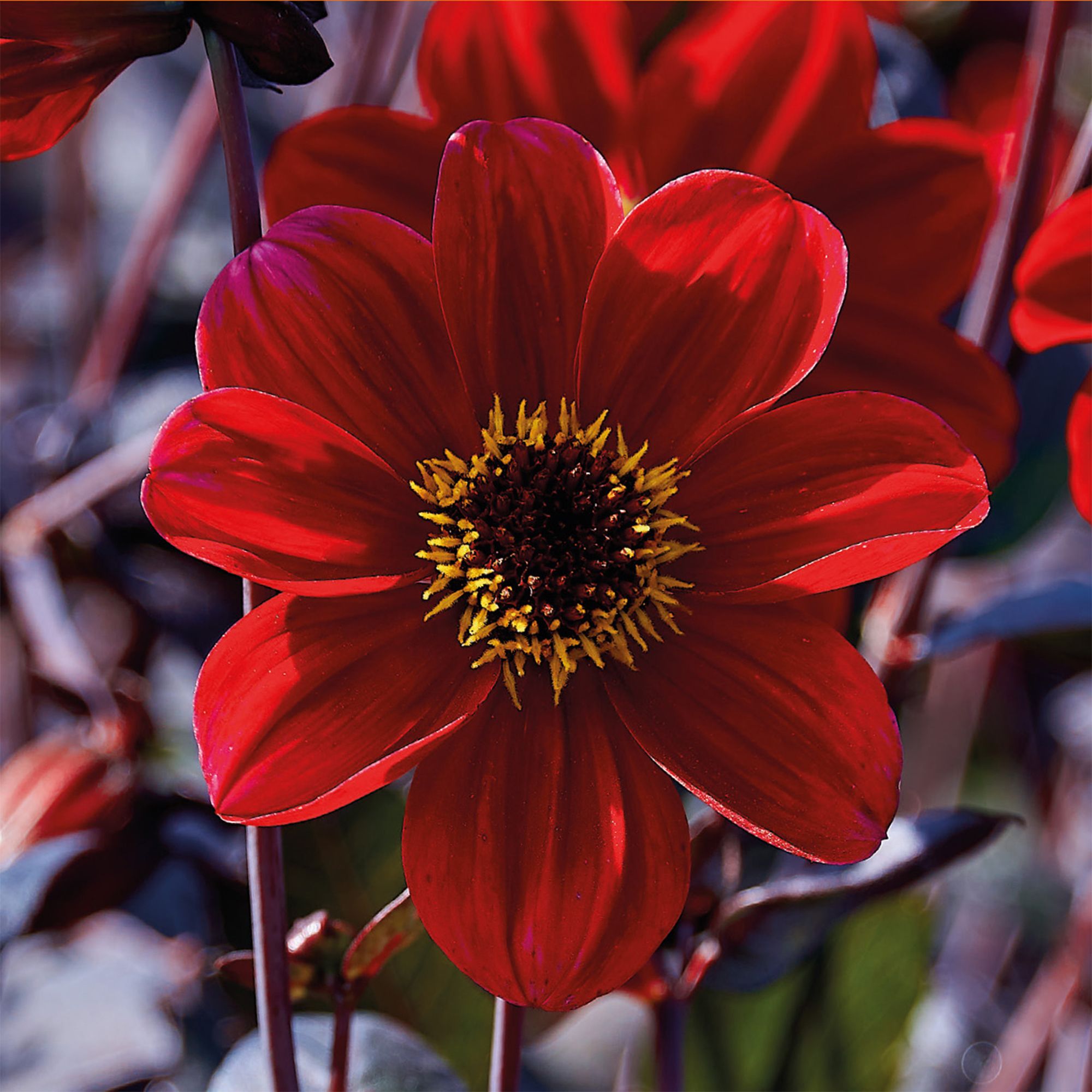 Happy Single Dahlia Romeo 2 Flower bulbs | DIY at B&Q