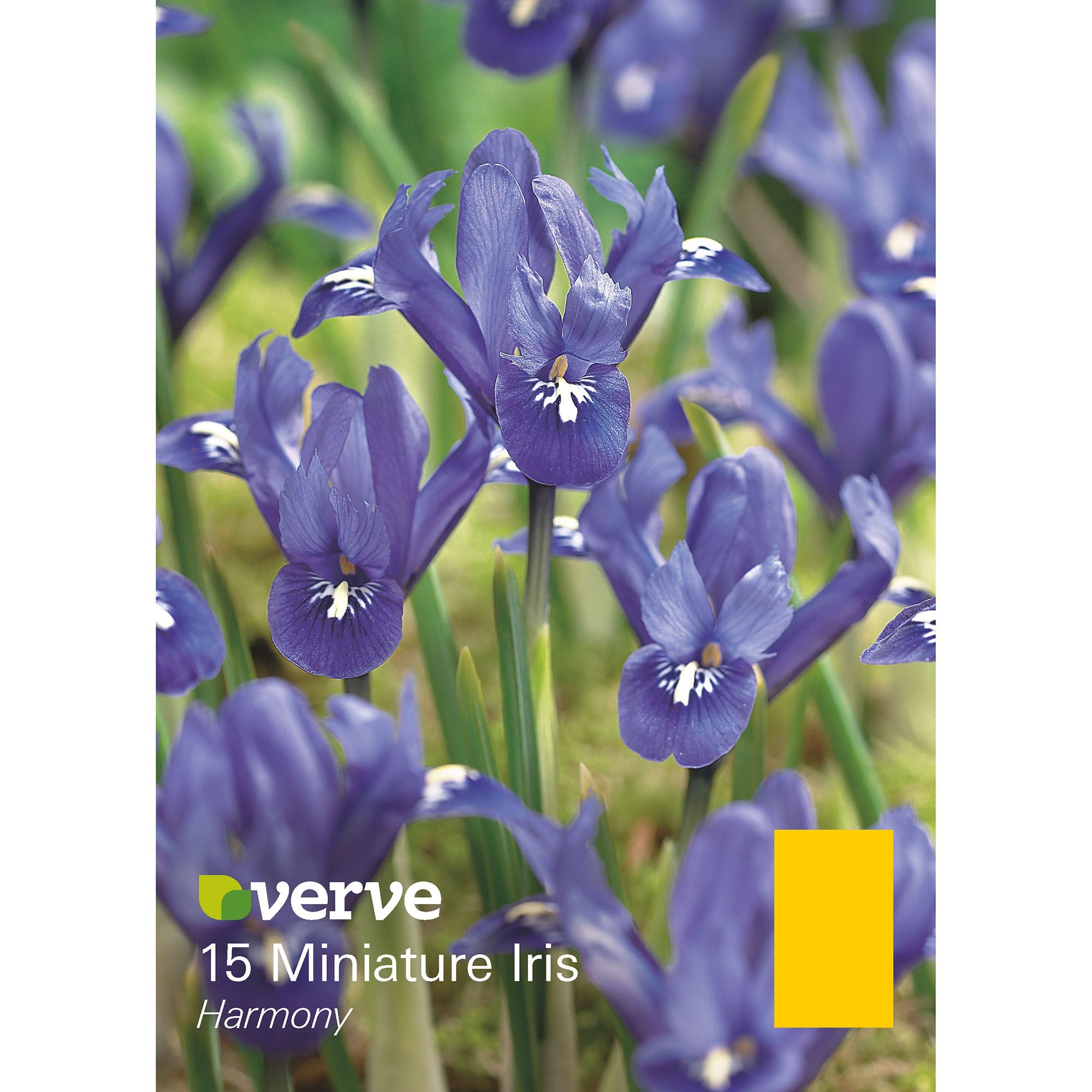 Harmony Flower bulb, Pack | DIY at B&Q