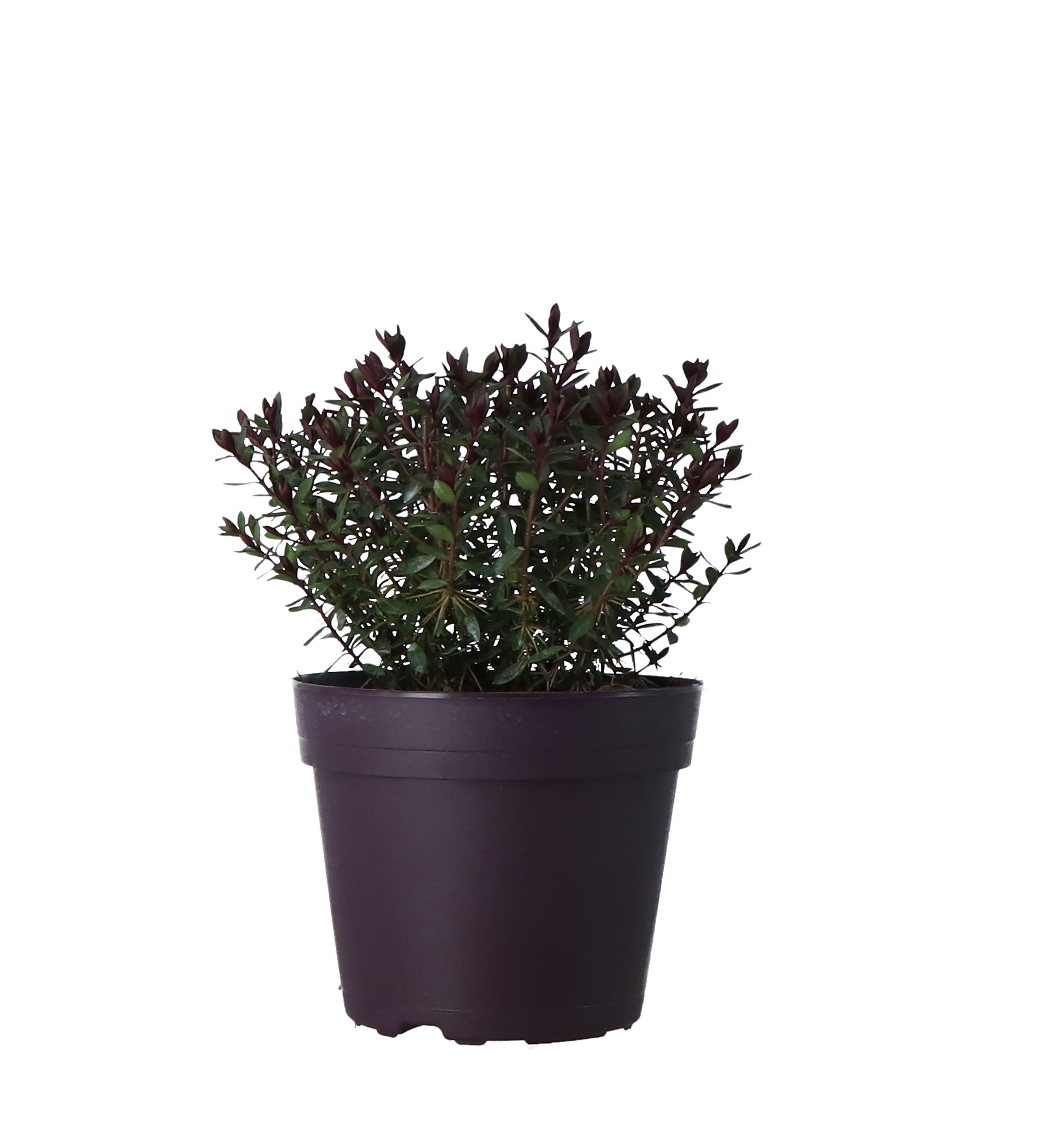 HEBE CALEDONIA | DIY at B&Q