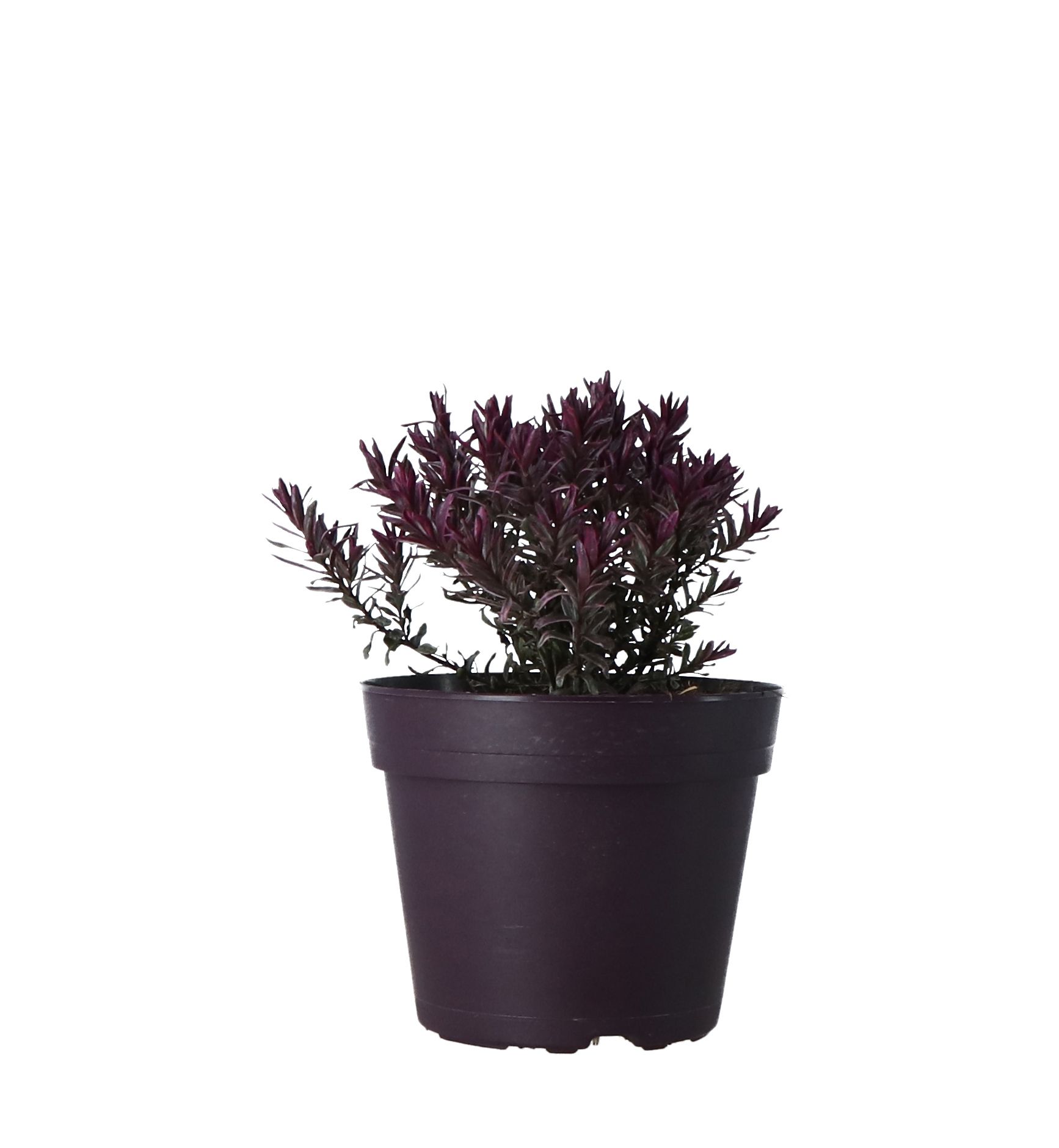 HEBE FROZEN FLAME